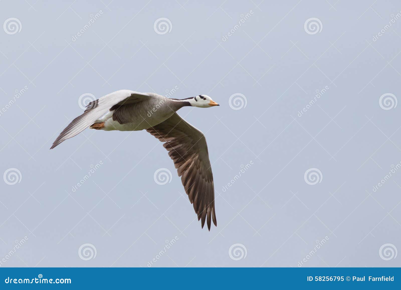 Bar-headed Goose stock image. Image of overhead, flying - 58256795