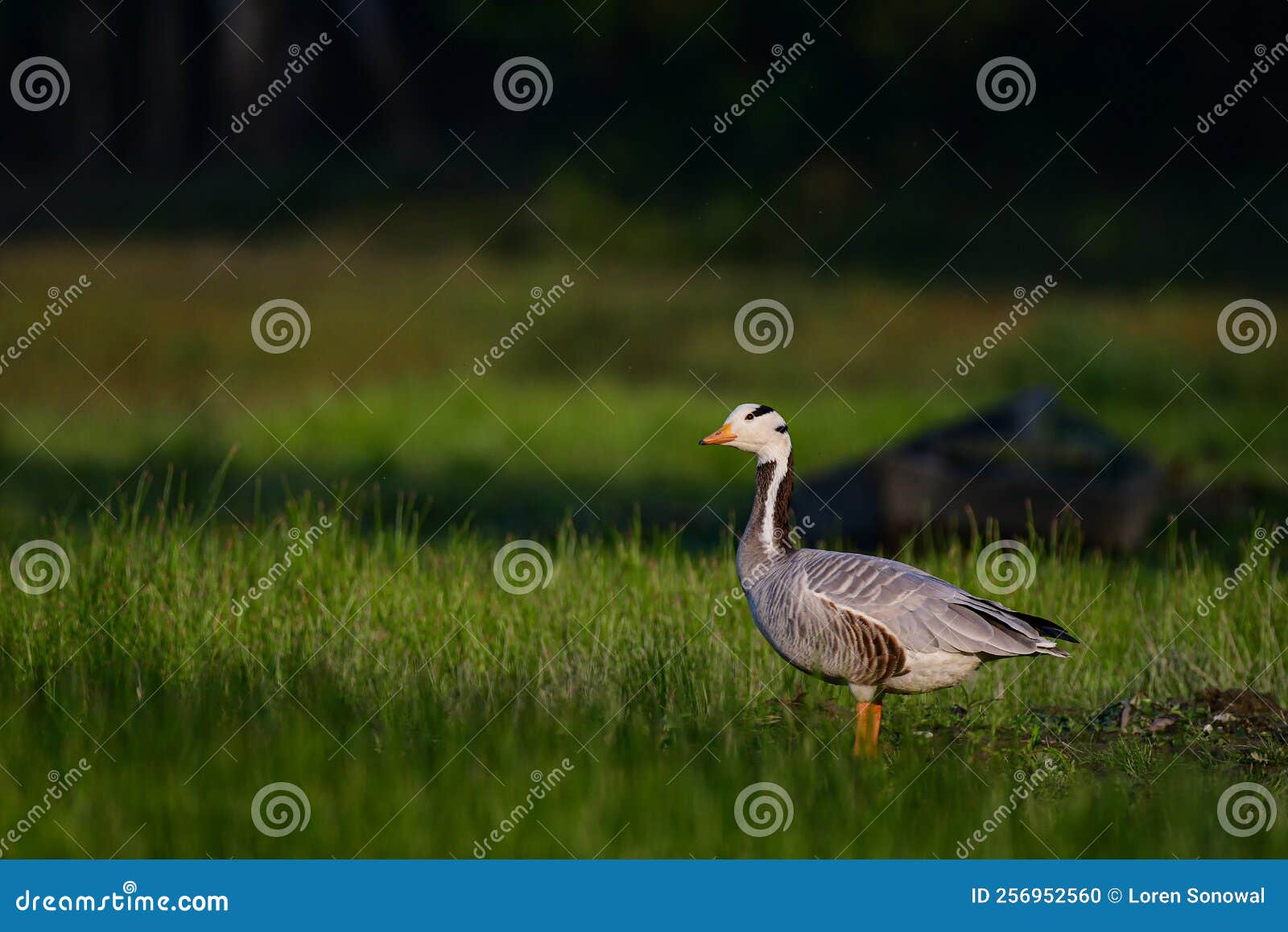Bar Headed Goose Geese stock photo. Image of bird, habitat - 256952560