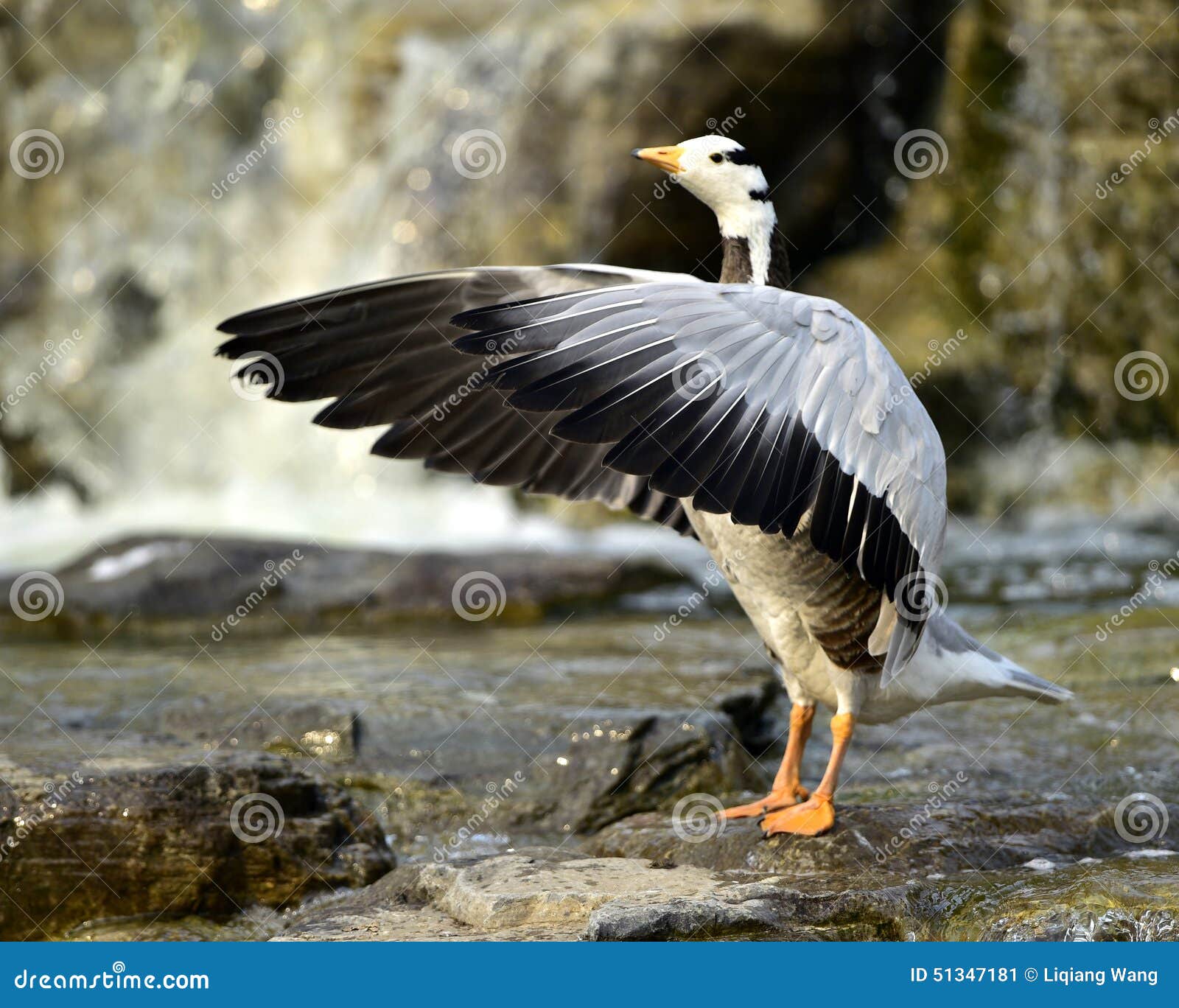 Bar-headed Goose stock image. Image of lakes, white, wildlife - 51347181