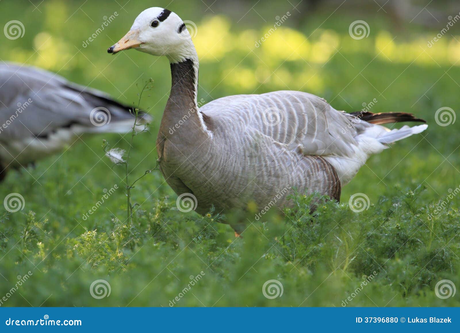 Bar-headed goose stock photo. Image of anser, animal - 37396880