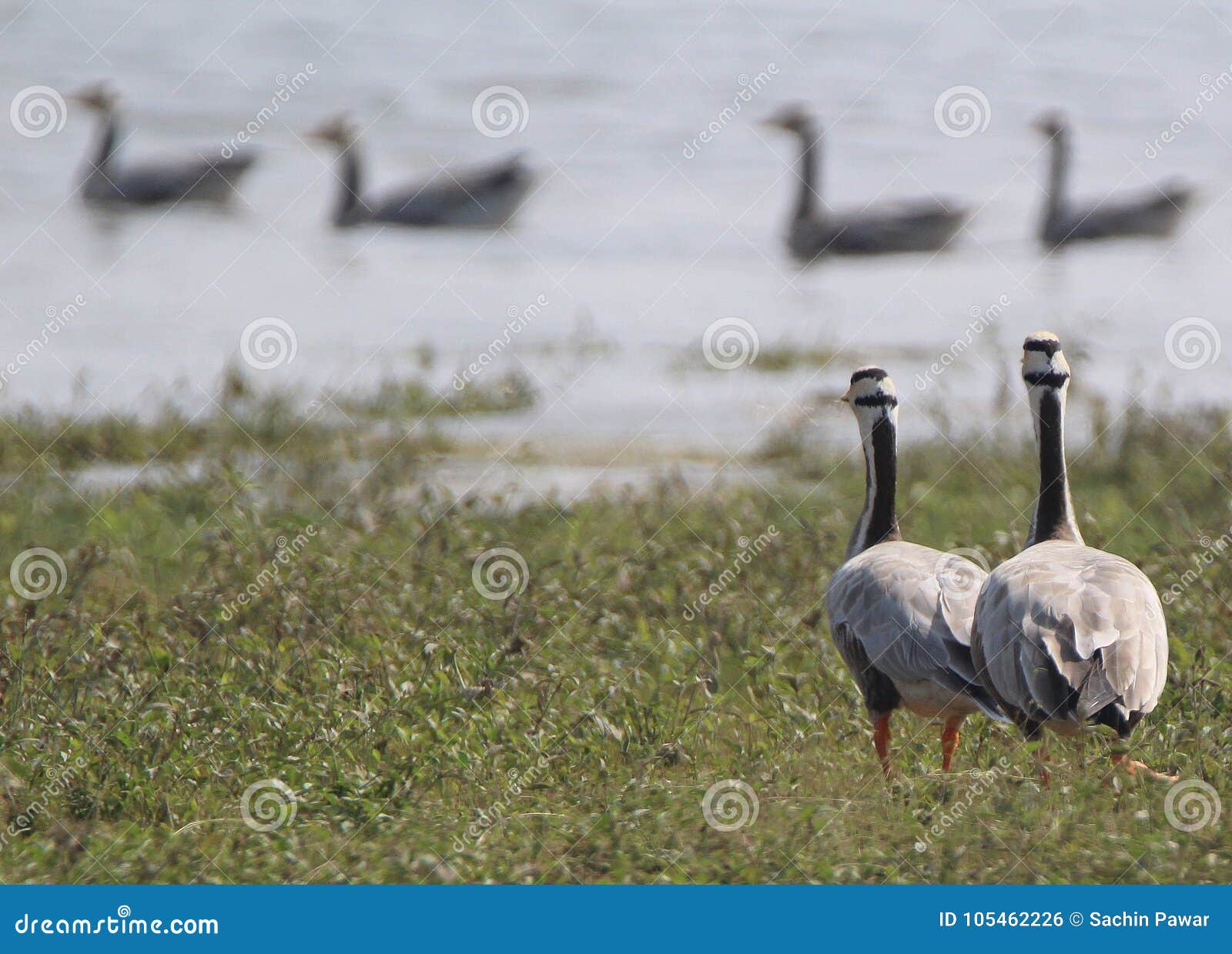 Bar headed goose stock photo. Image of flying, highest - 105462226