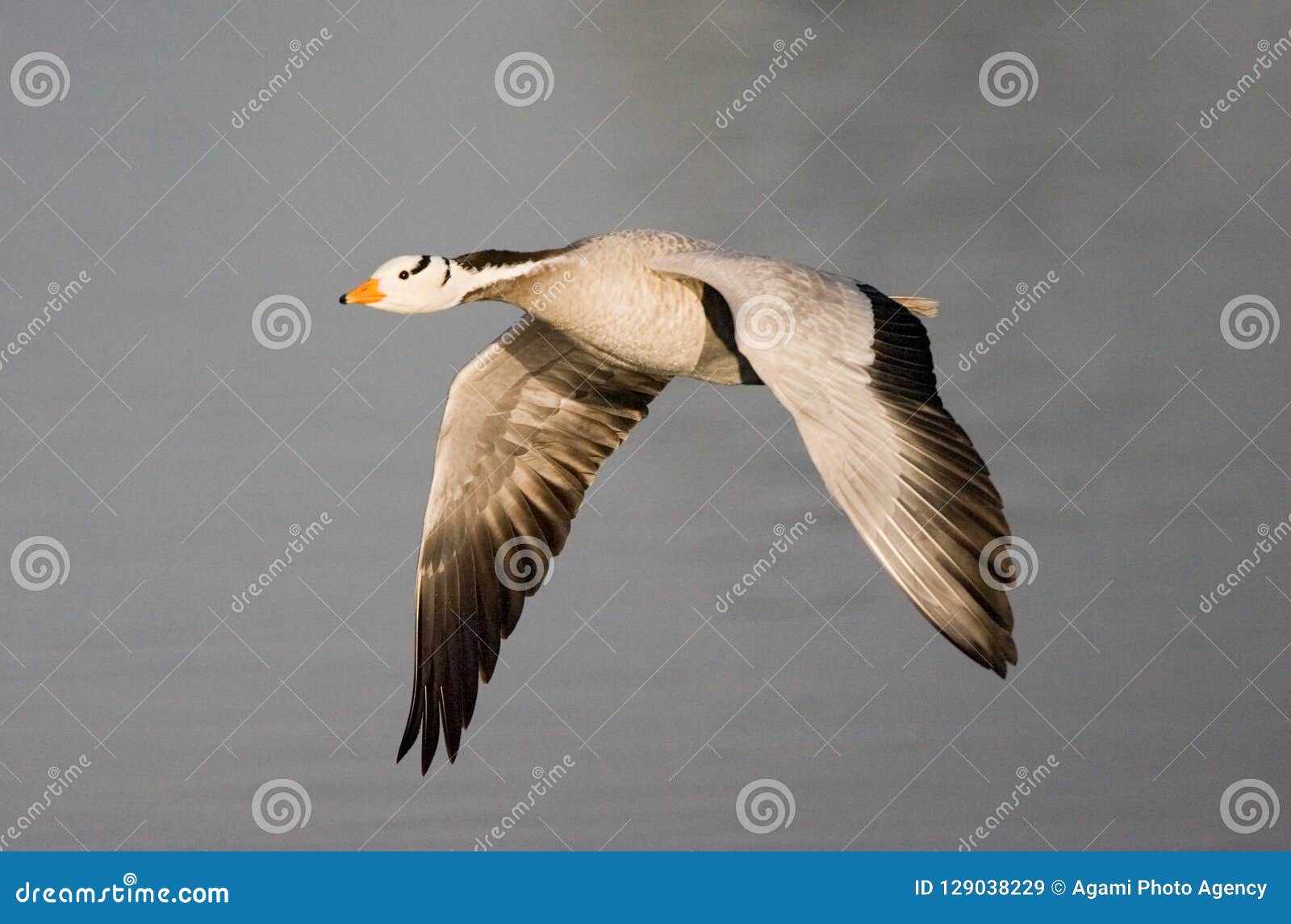 Bar-headed Goose, Indische Gans, Anser Indicus Stock Image - Image of ...