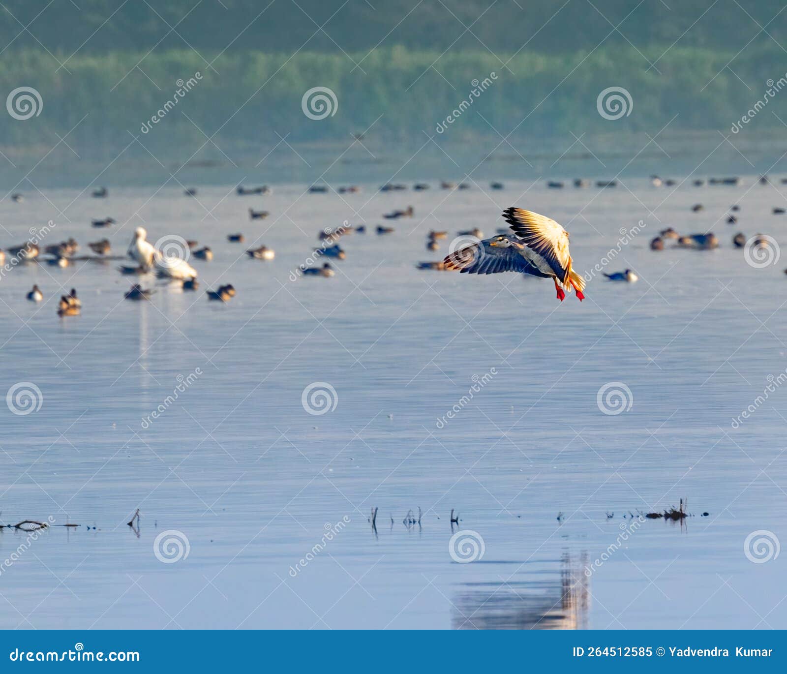 A Bar Headed Goose landing stock image. Image of grey - 264512585