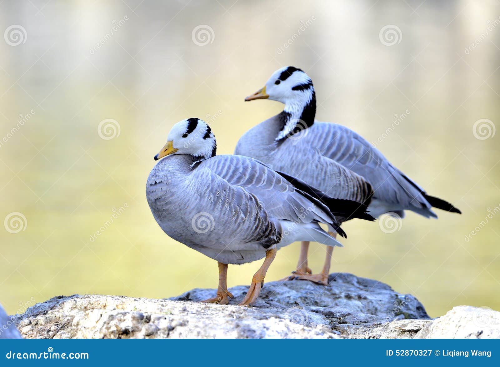 Bar-headed Goose stock image. Image of duck, feather - 52870327