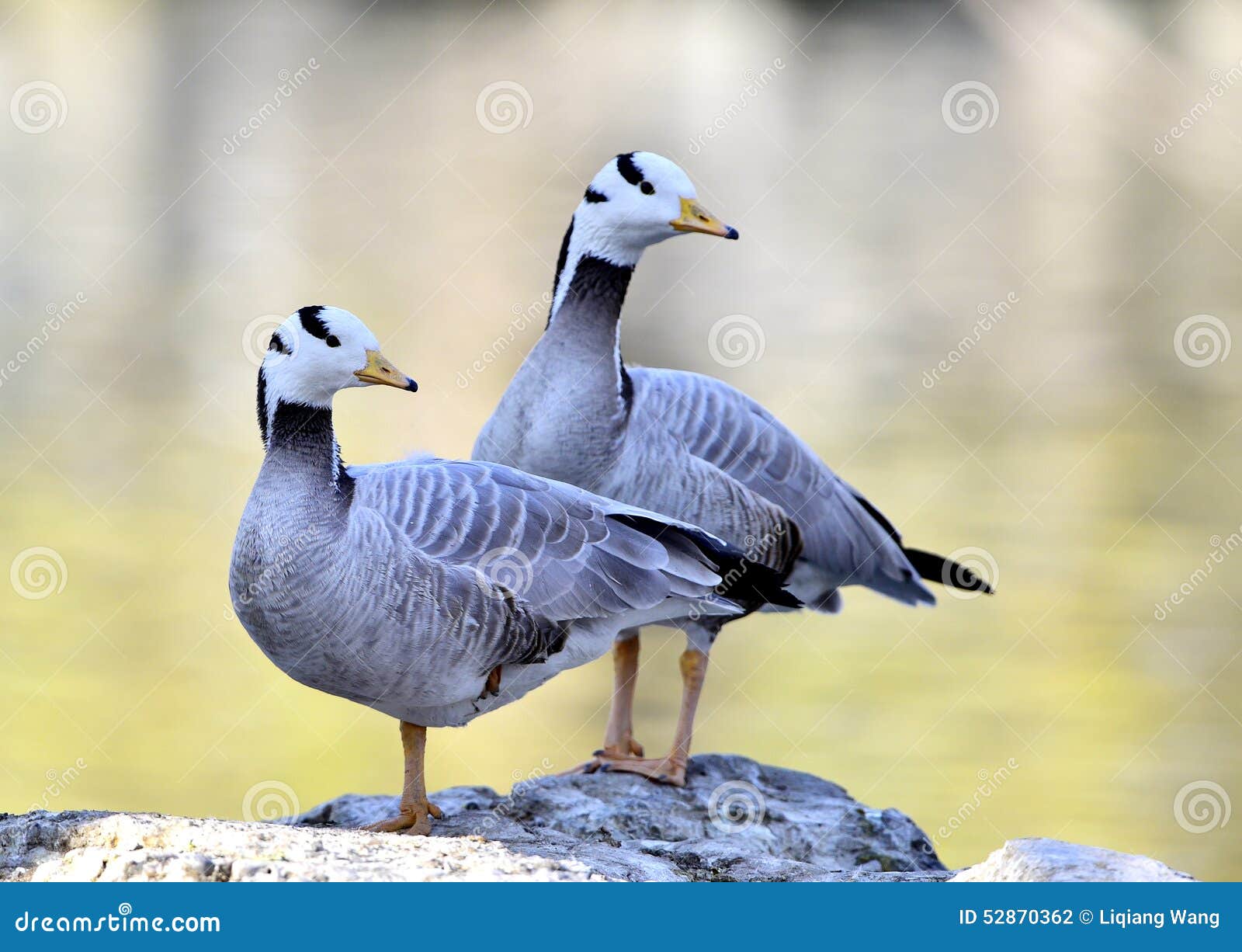 Bar-headed Goose stock photo. Image of wild, wildlife - 52870362