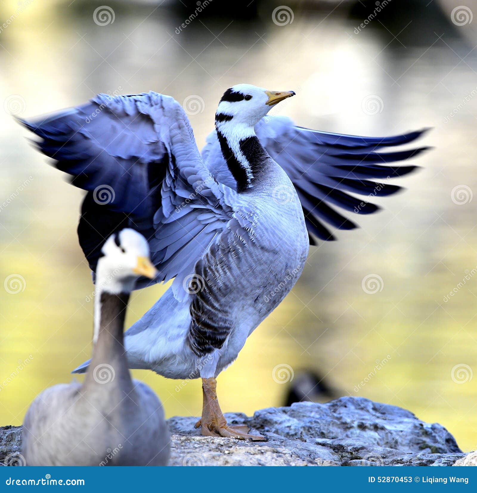 Bar-headed Goose stock image. Image of beak, feather - 52870453