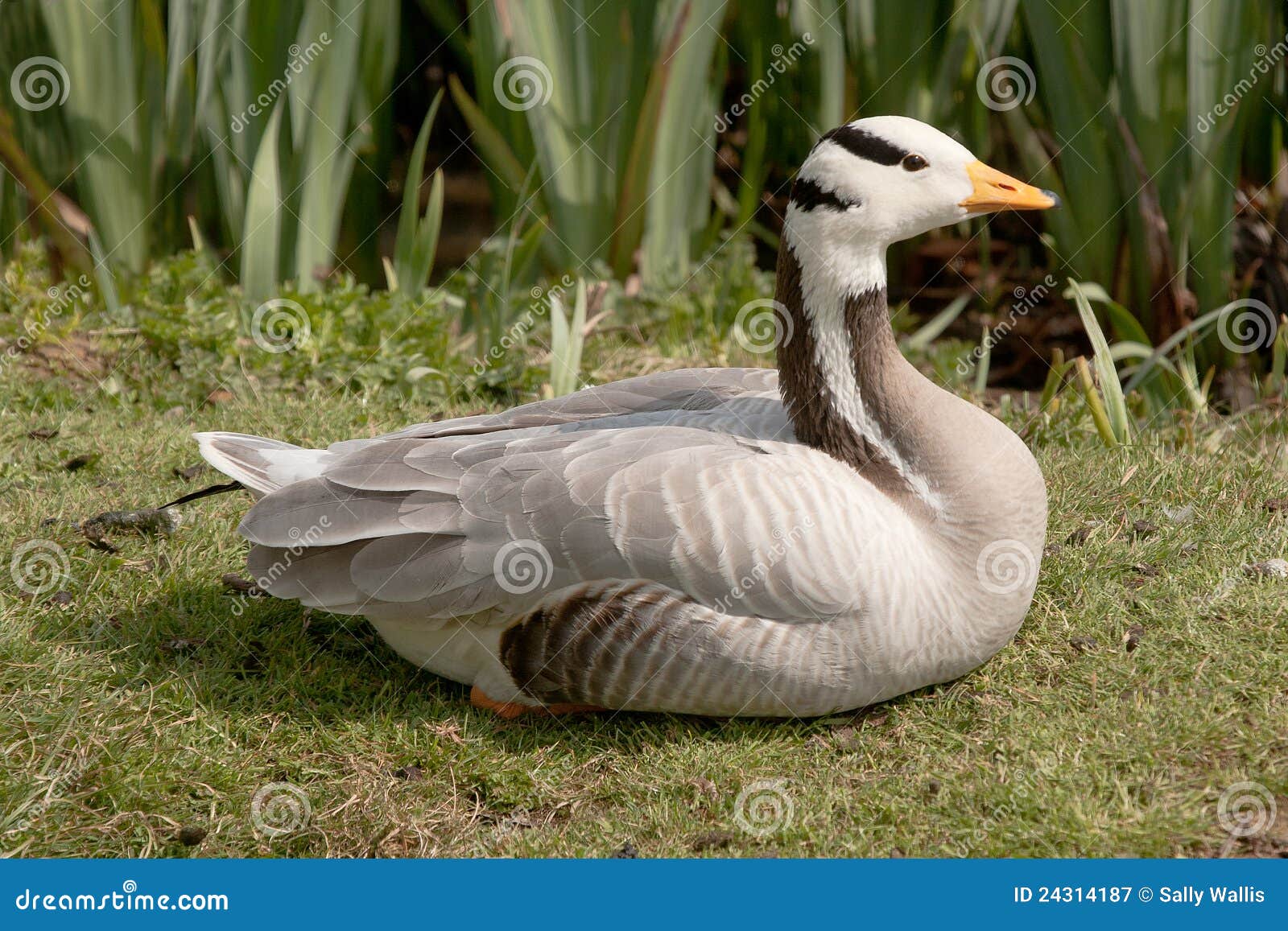 Bar-headed Goose Thinking of Nesting Stock Image - Image of wildfowl ...