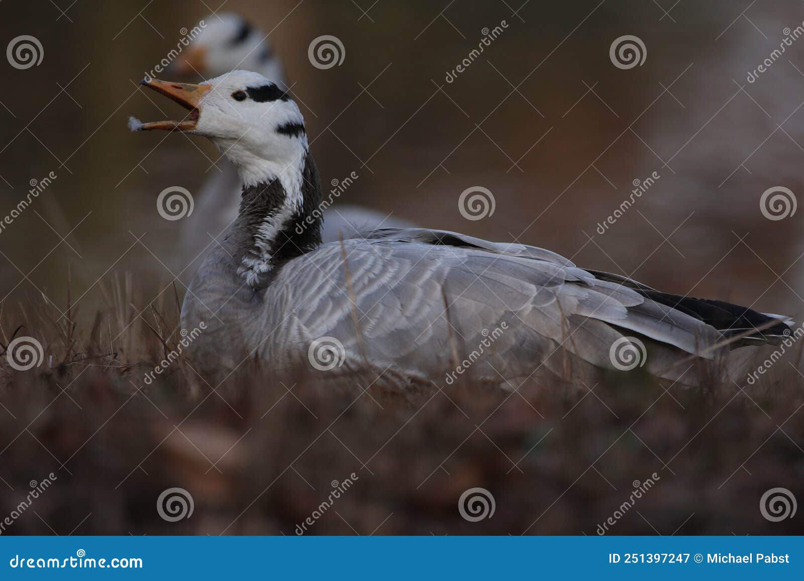 Bar Headed Goose Warning or Shouting Stock Image - Image of thieving ...