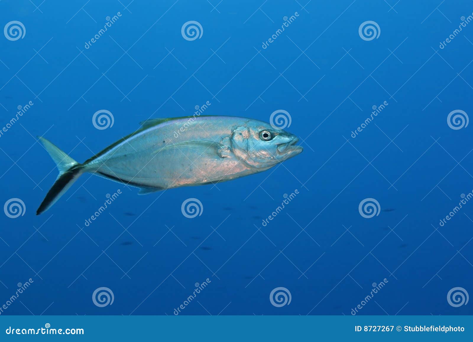 Bar Jack (Caranx ruber) stock image. Image of caranx, antilles - 8727267