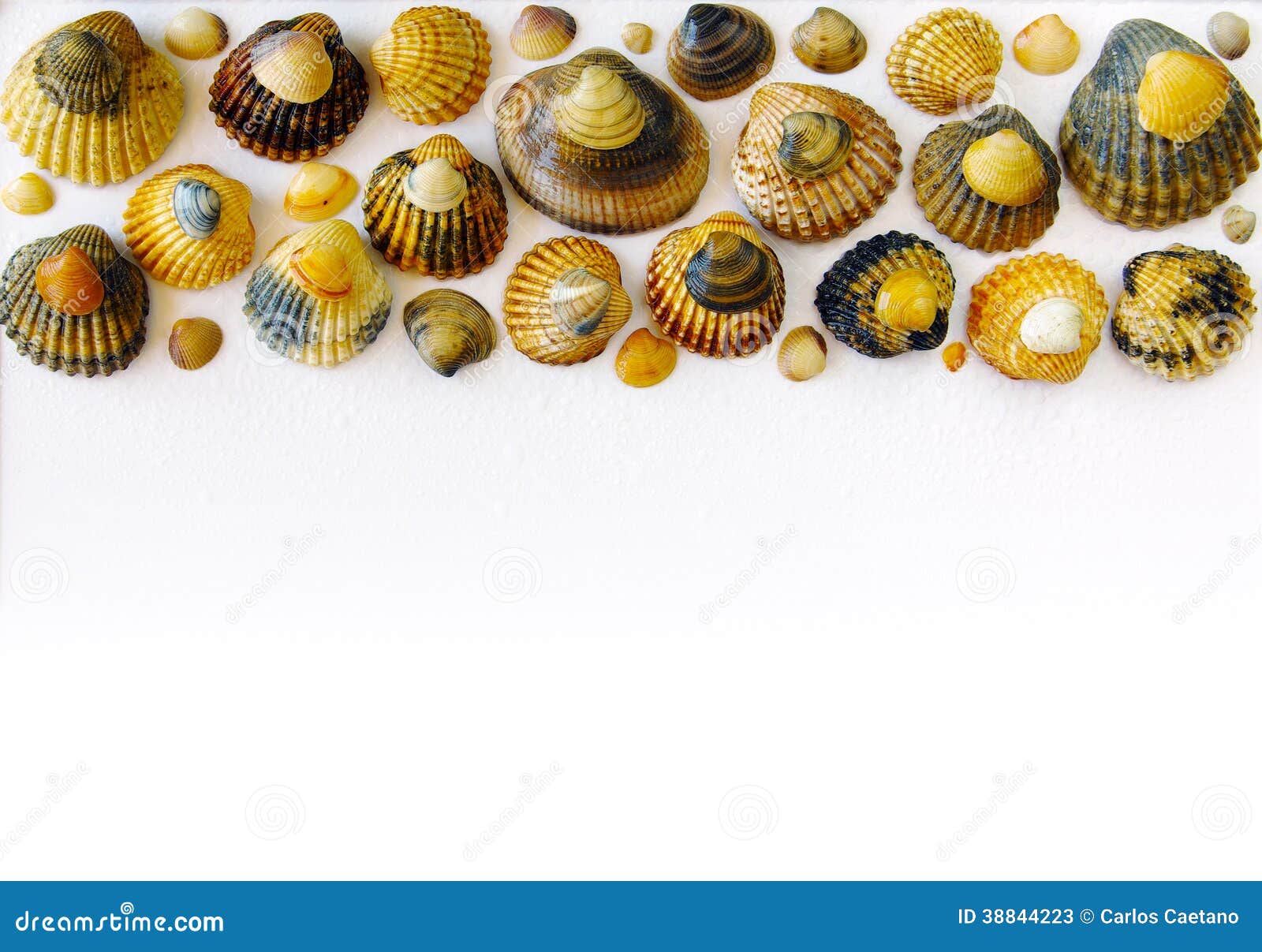 Bar of Shells stock image. Image of holiday, mollusk - 38844223