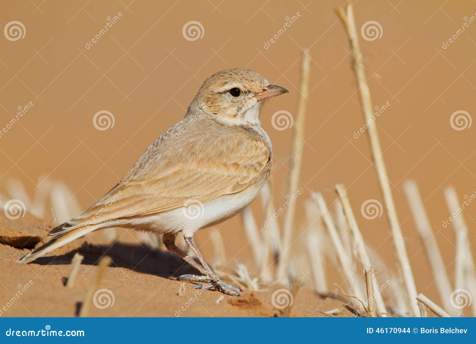 Bar-tailed Desert Lark stock photo. Image of kingfisher - 46170944
