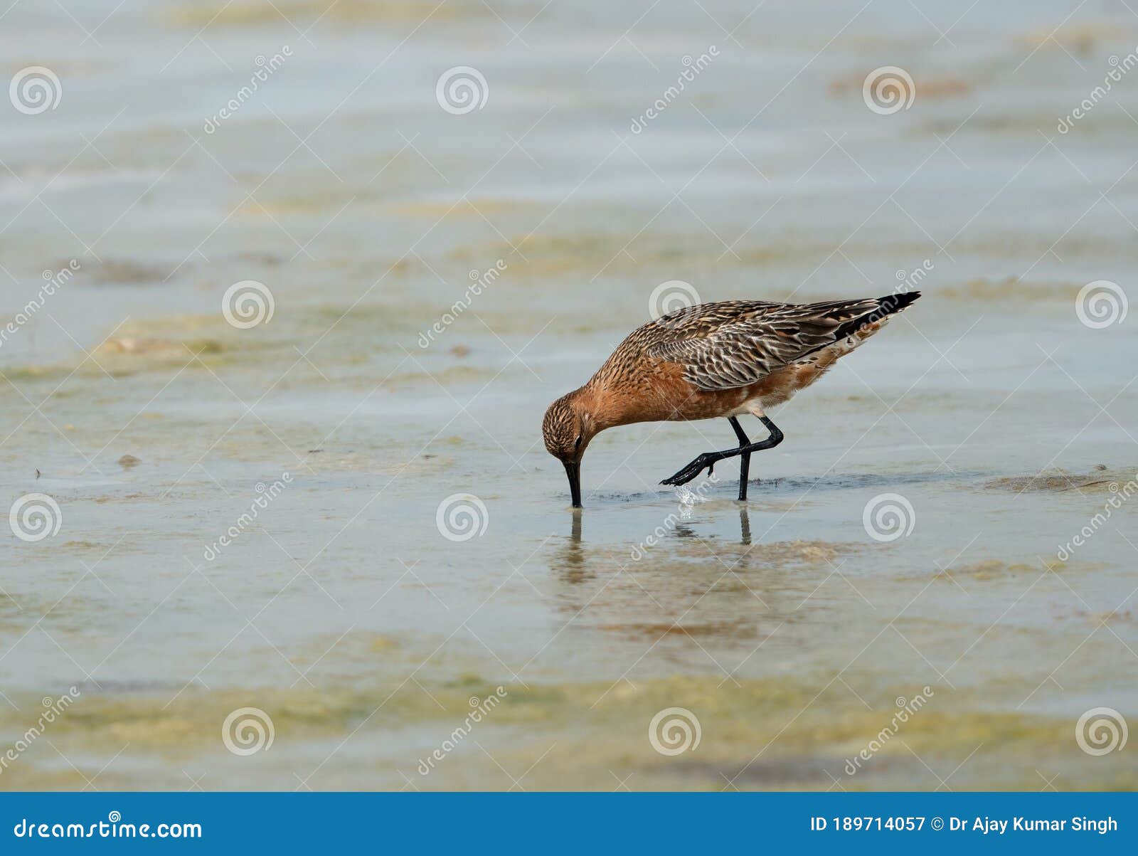 Bar-tailed Godwit in Breeding Plumage Stock Image - Image of egglaying ...