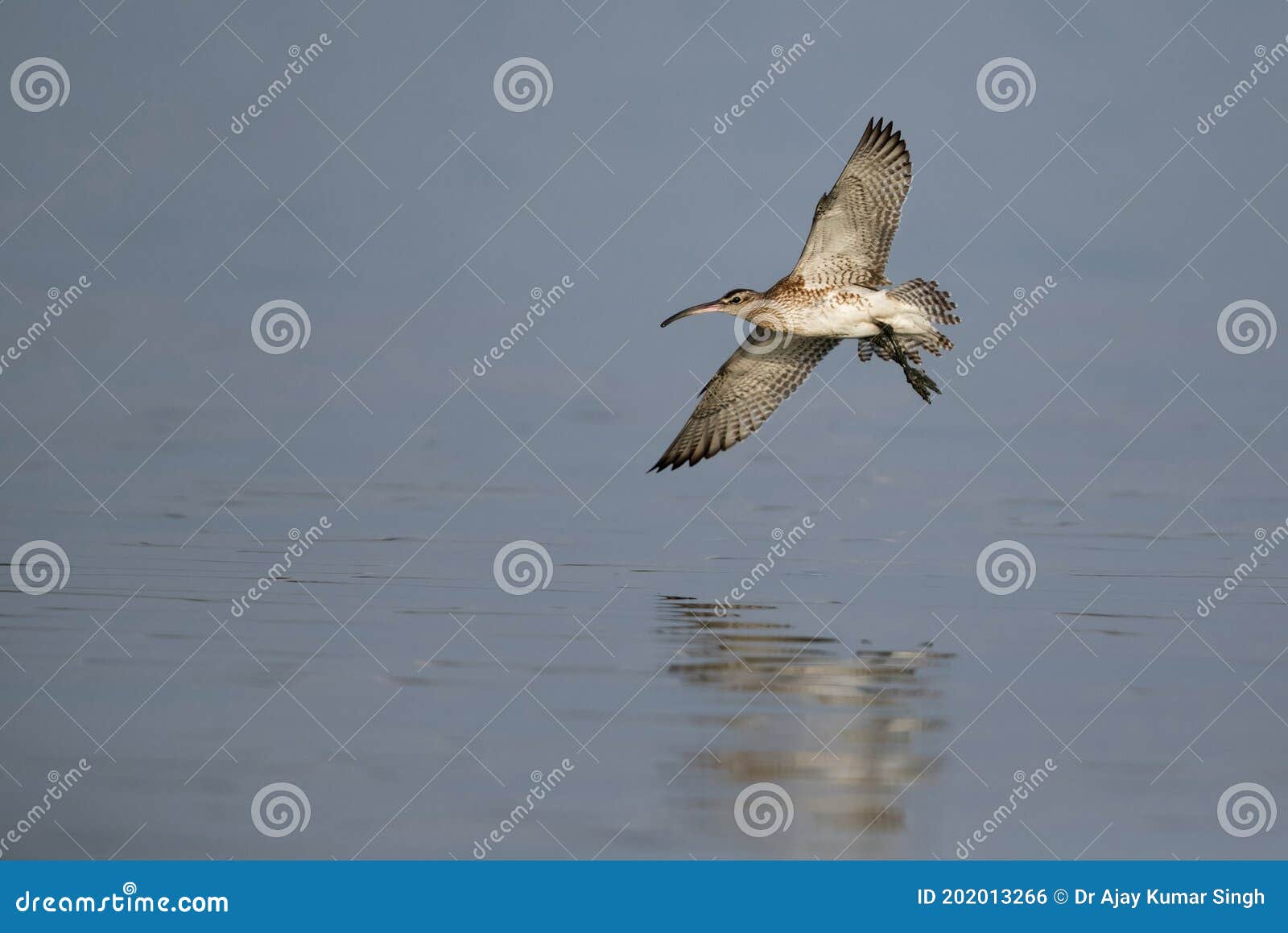 Bar-tailed Godwit in Flight Stock Photo - Image of chordata, limosa ...