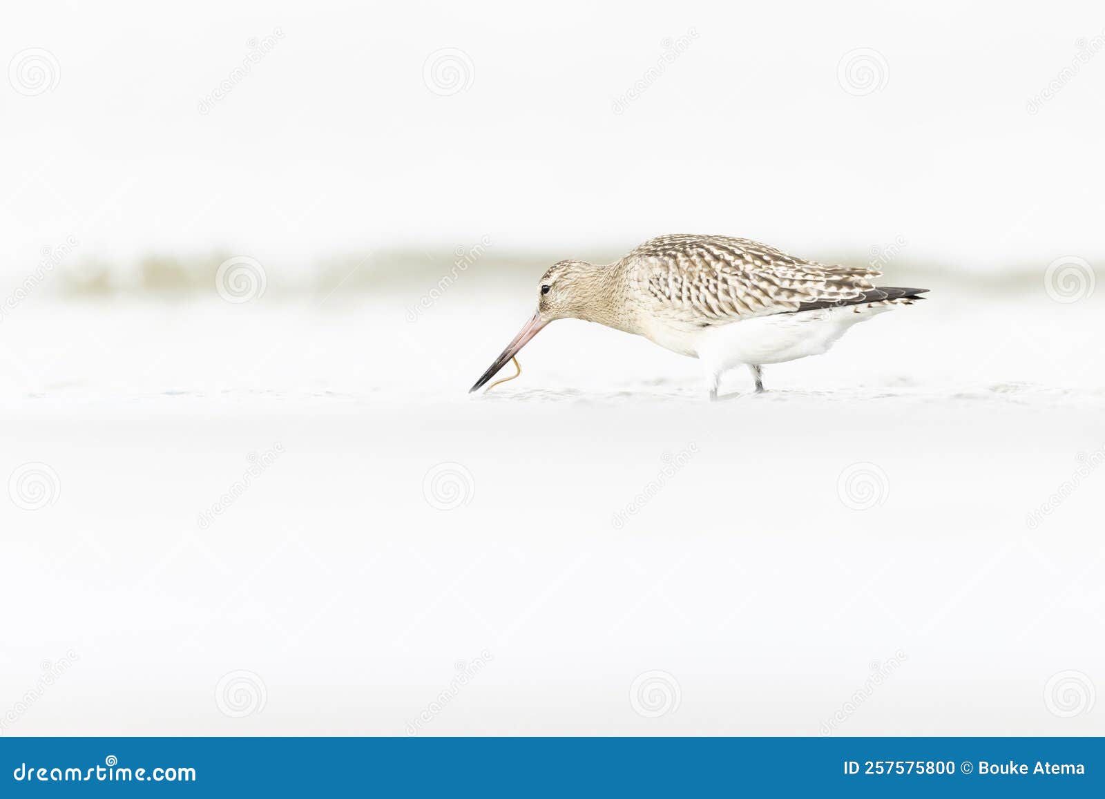 A Bar-tailed Godwit Foraging during Fall Migration on the Beach. Stock ...
