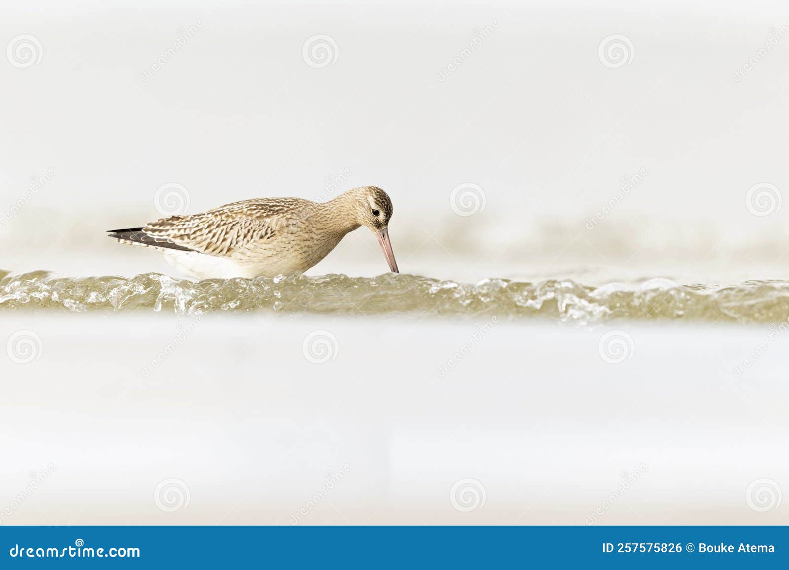 A Bar-tailed Godwit Foraging during Fall Migration on the Beach. Stock ...