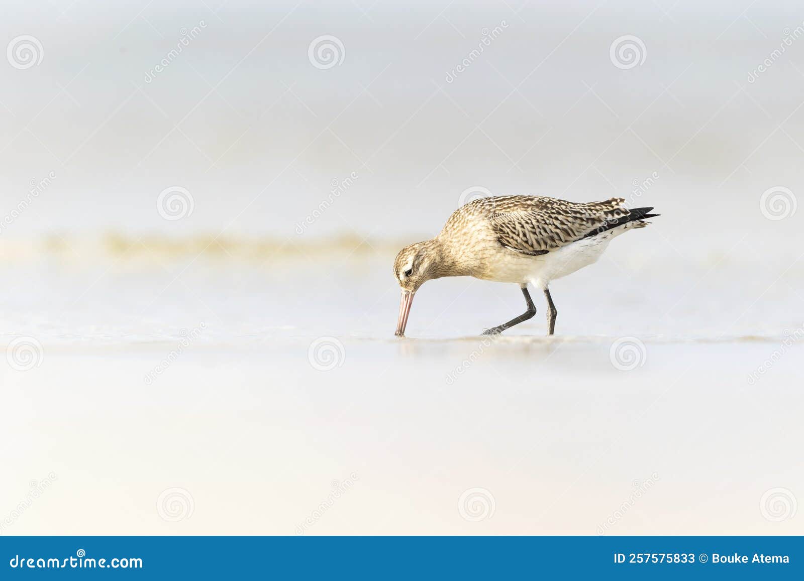 A Bar-tailed Godwit Foraging during Fall Migration on the Beach. Stock ...