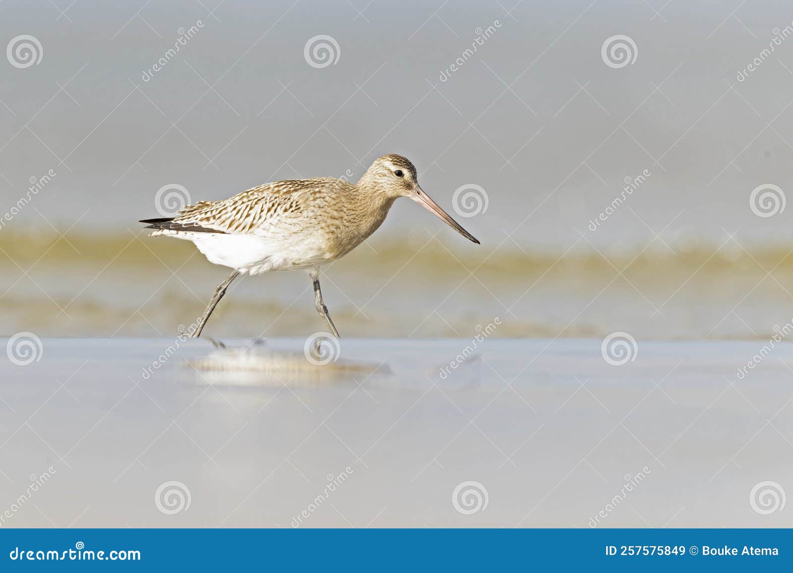 A Bar-tailed Godwit Foraging during Fall Migration on the Beach. Stock ...