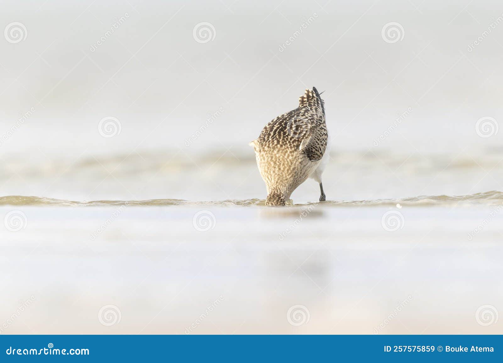 A Bar-tailed Godwit Foraging during Fall Migration on the Beach. Stock ...