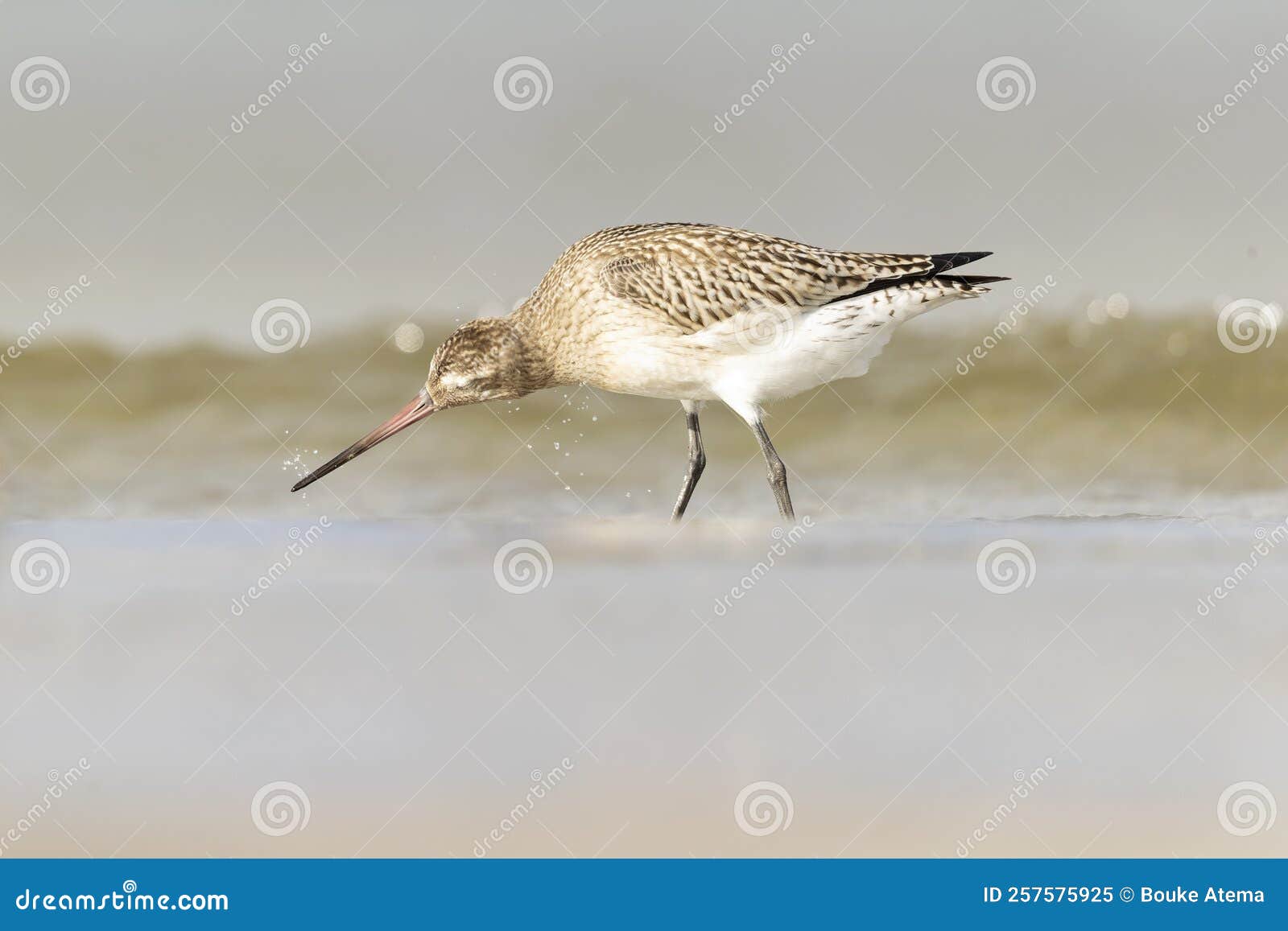 A Bar-tailed Godwit Foraging during Fall Migration on the Beach. Stock ...