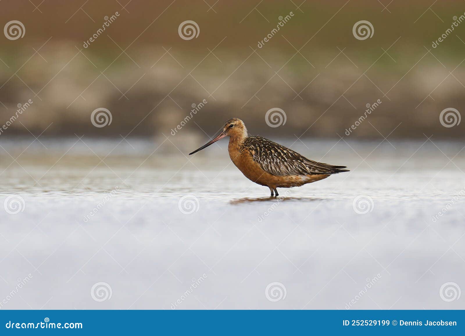 Bar-tailed Godwit Limosa Lapponica Stock Image - Image of animal, fauna ...