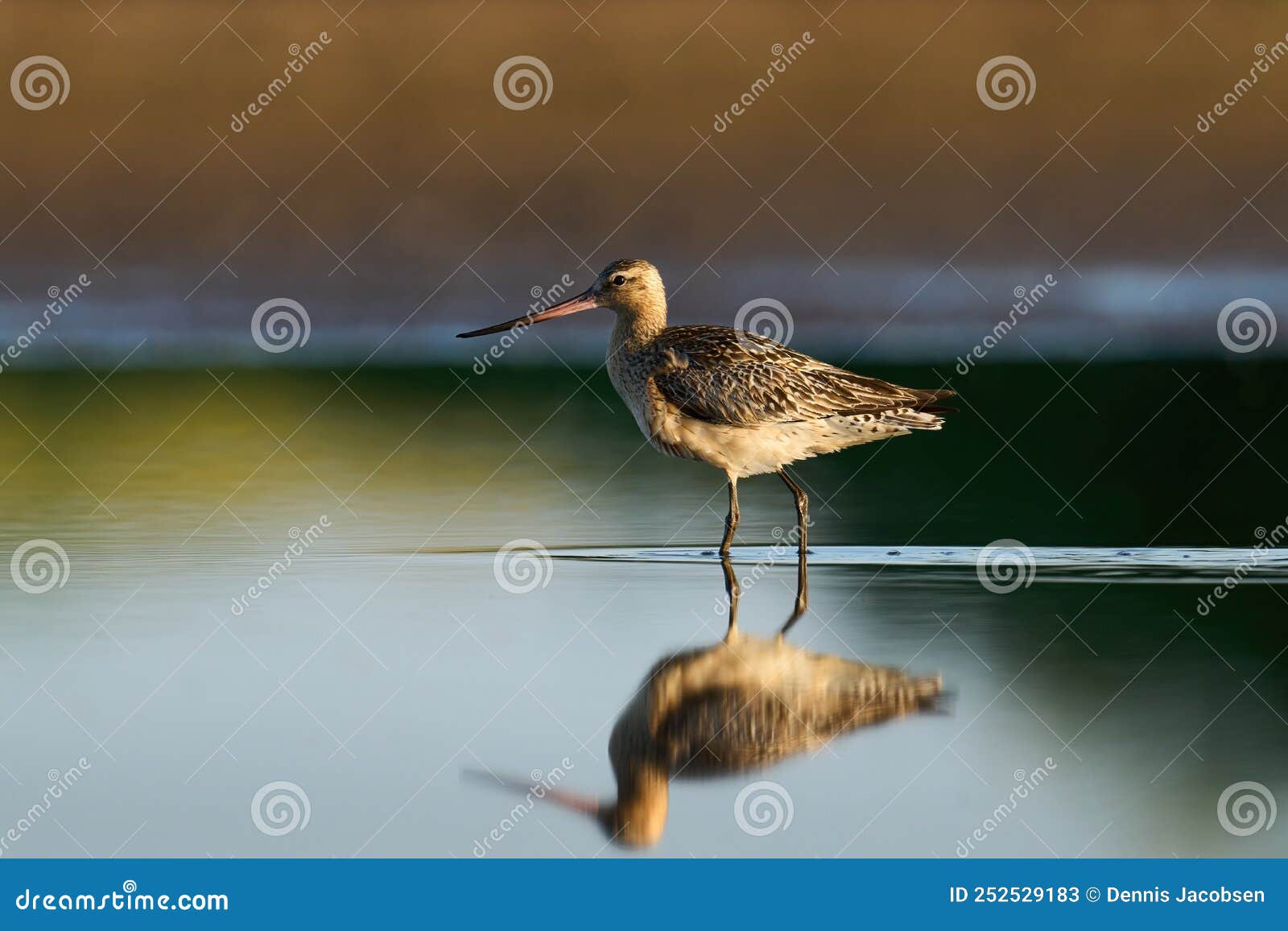 Bar-tailed Godwit Limosa Lapponica Stock Image - Image of wild, habitat ...