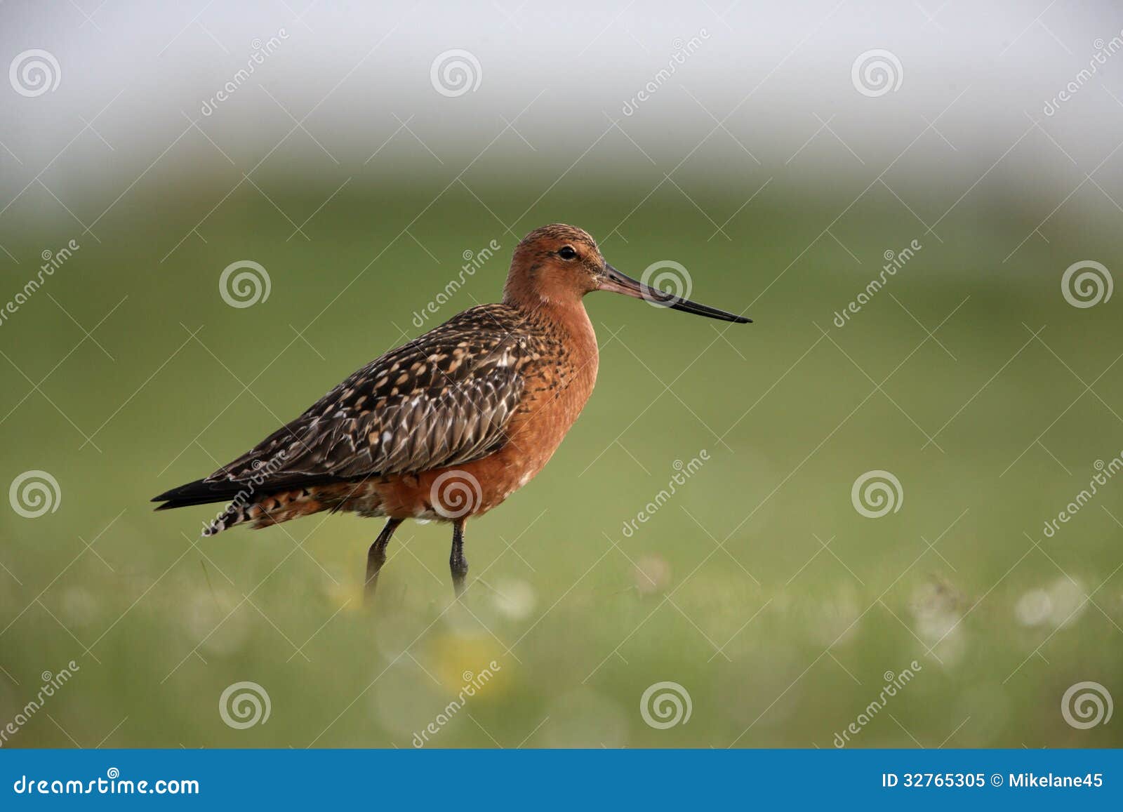 Bar-tailed Godwit, Limosa Lapponica Stock Image - Image of britain ...