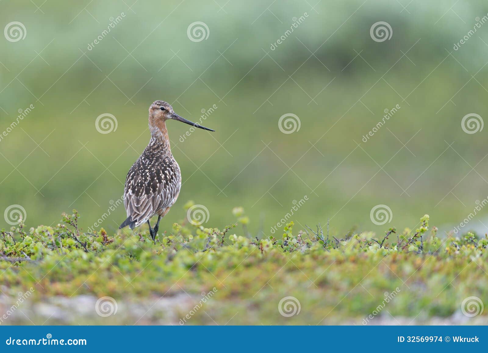 Bar-tailed Godwit stock photo. Image of animal, migrant - 32569974