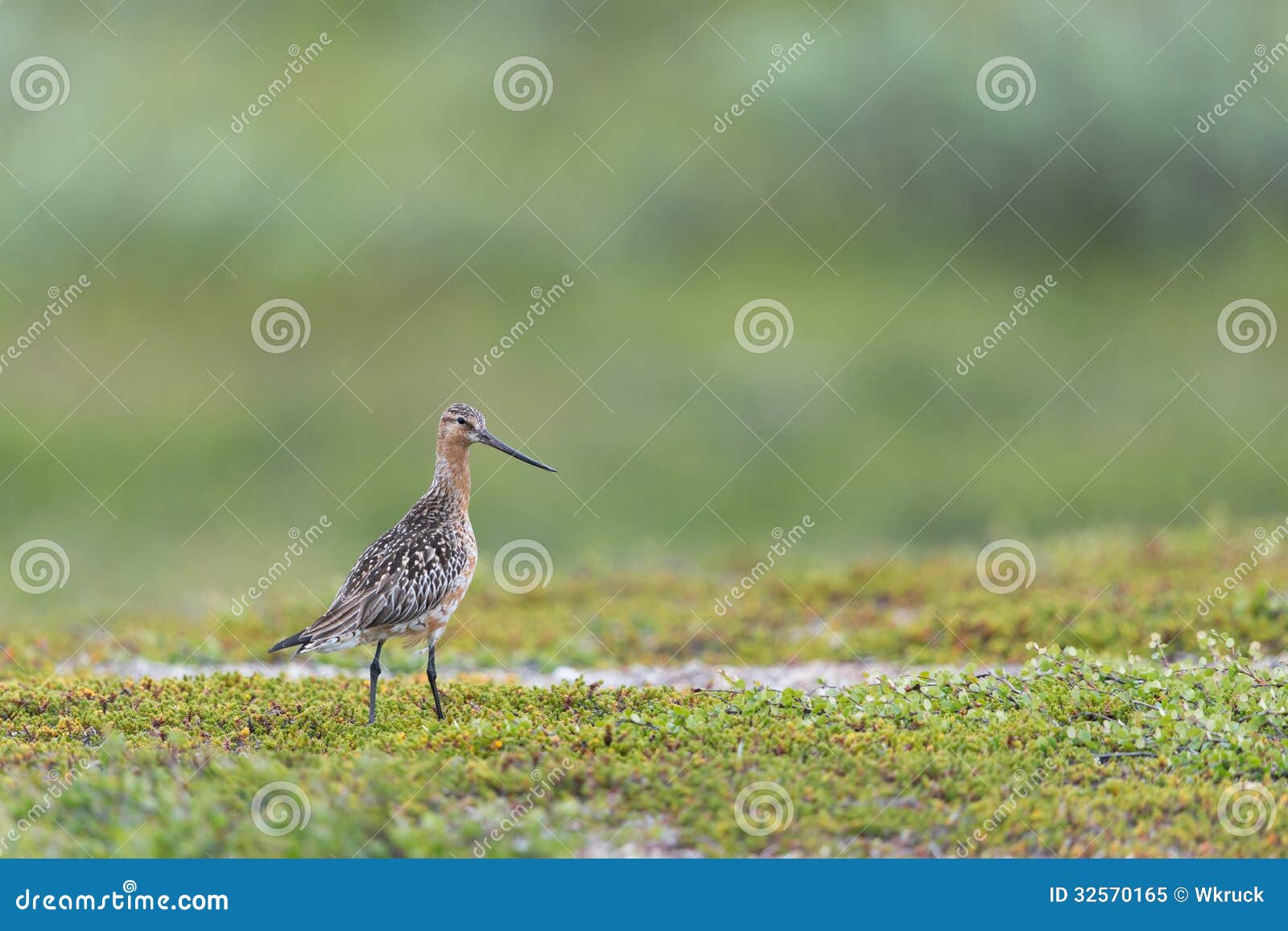 Bar-tailed Godwit stock image. Image of limosa, godwit - 32570165