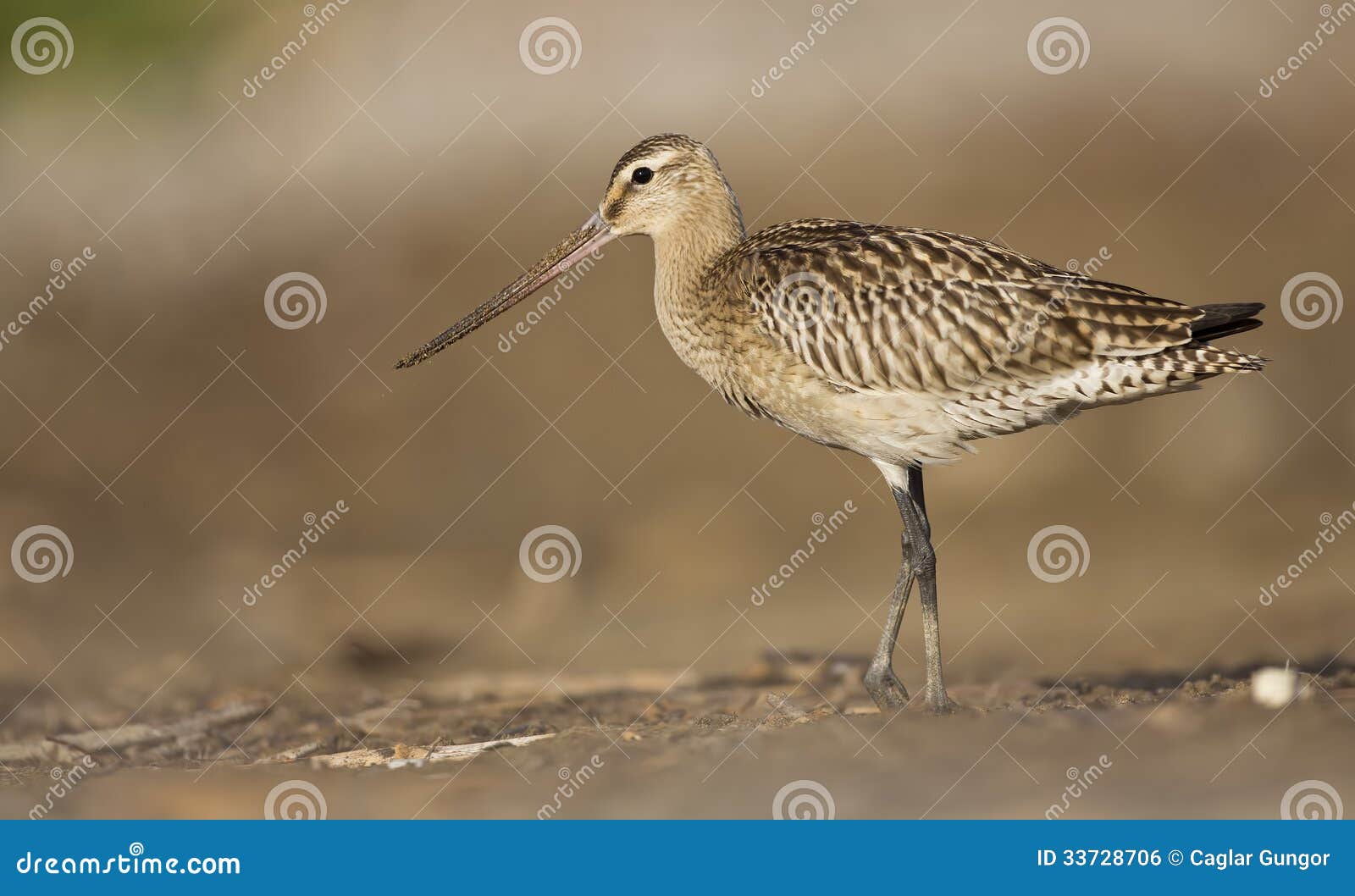 Bar-tailed Godwit stock photo. Image of lapponica, beak - 33728706