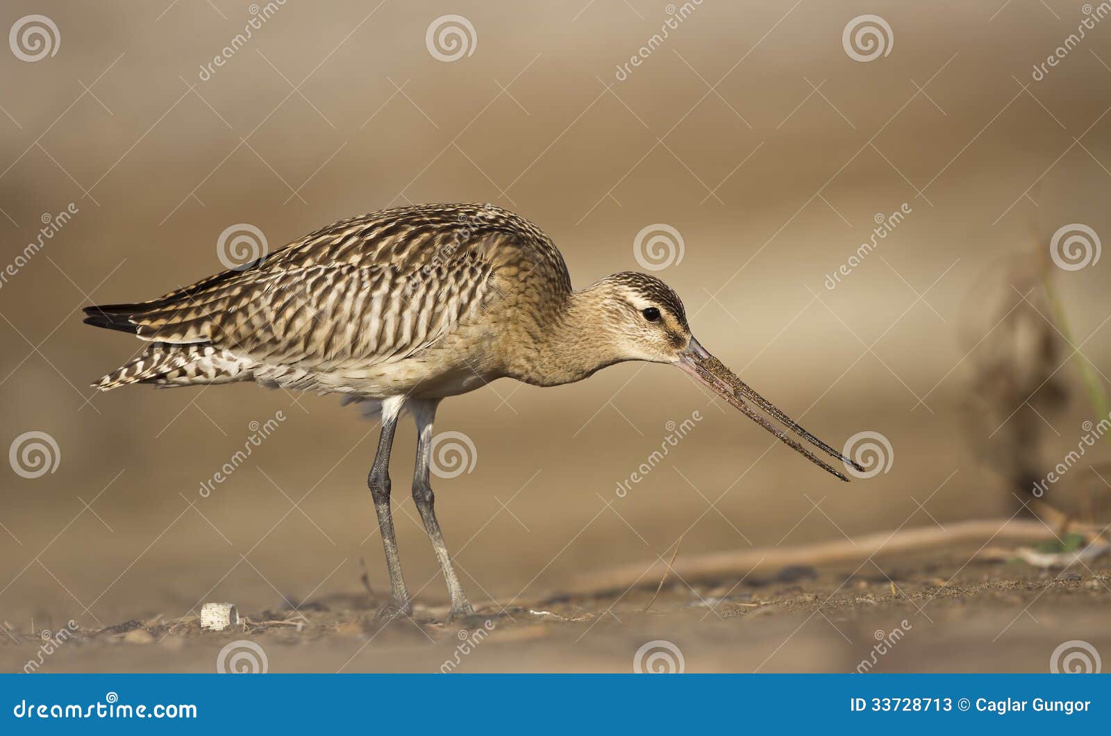 Bar-tailed Godwit stock image. Image of limosa, bill - 33728713