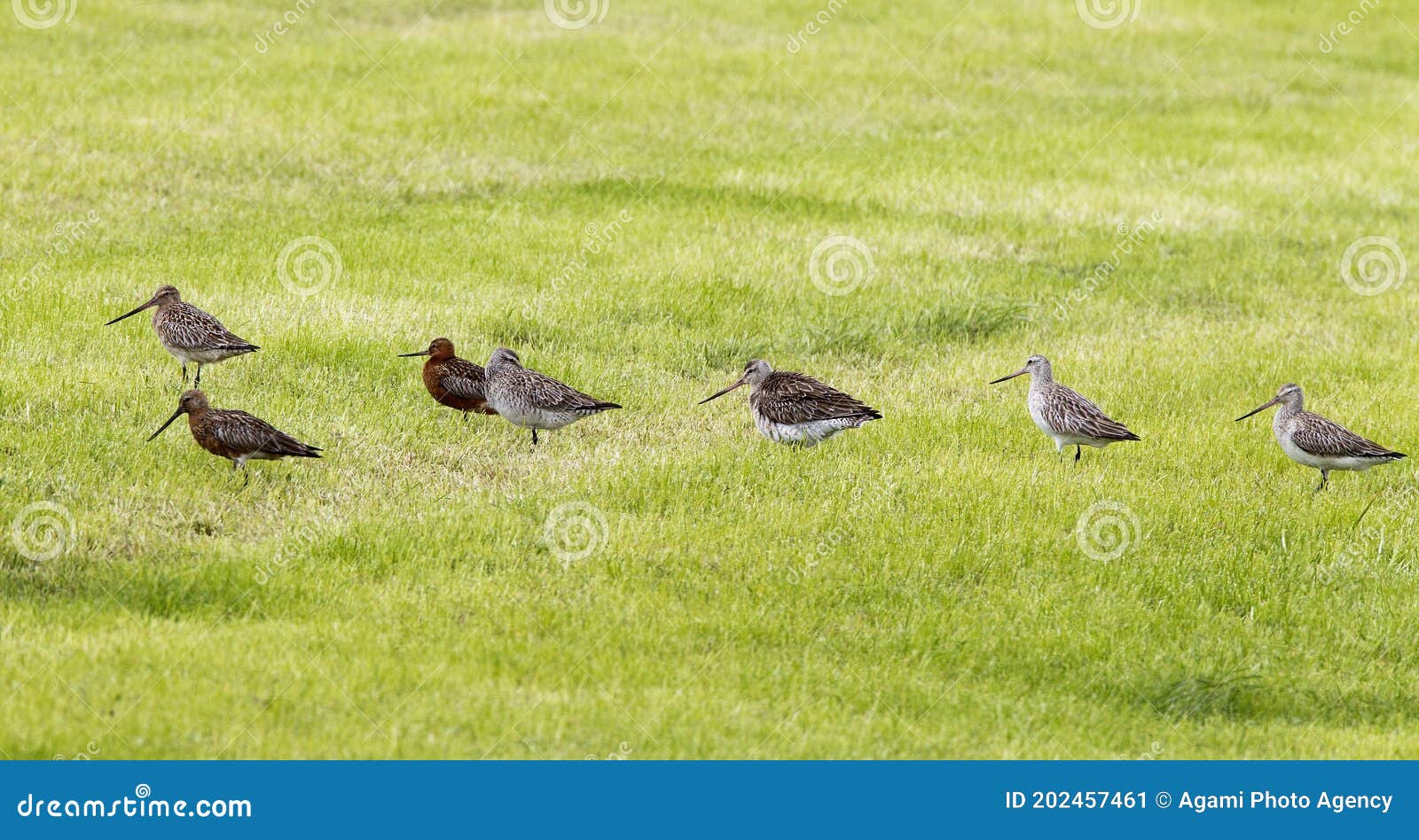 Bar-tailed Godwit Resting during Migration on Texel Stock Image - Image ...