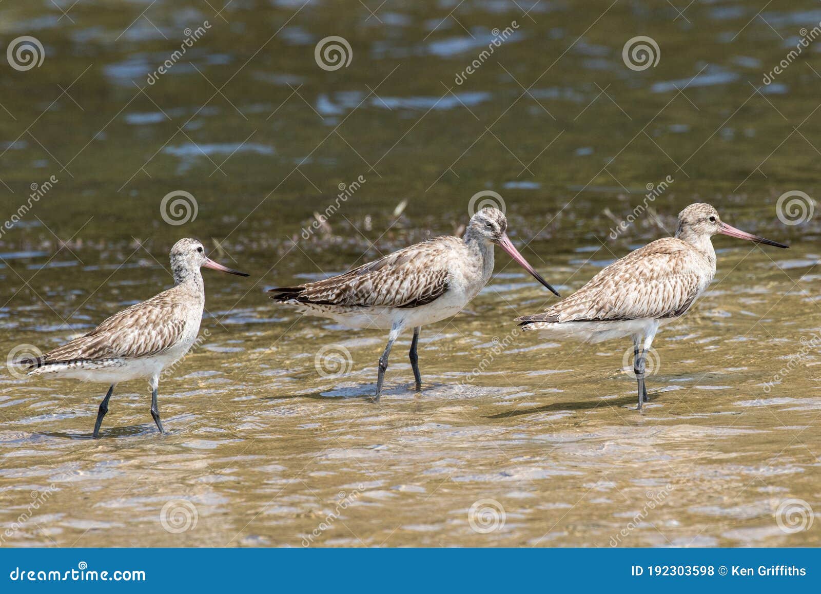 Bar-tailed Godwits stock photo. Image of bird, godwit - 192303598