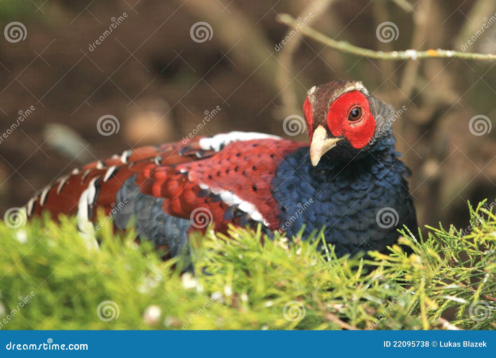 Bar-tailed pheasant stock photo. Image of humiae, animal - 22095738