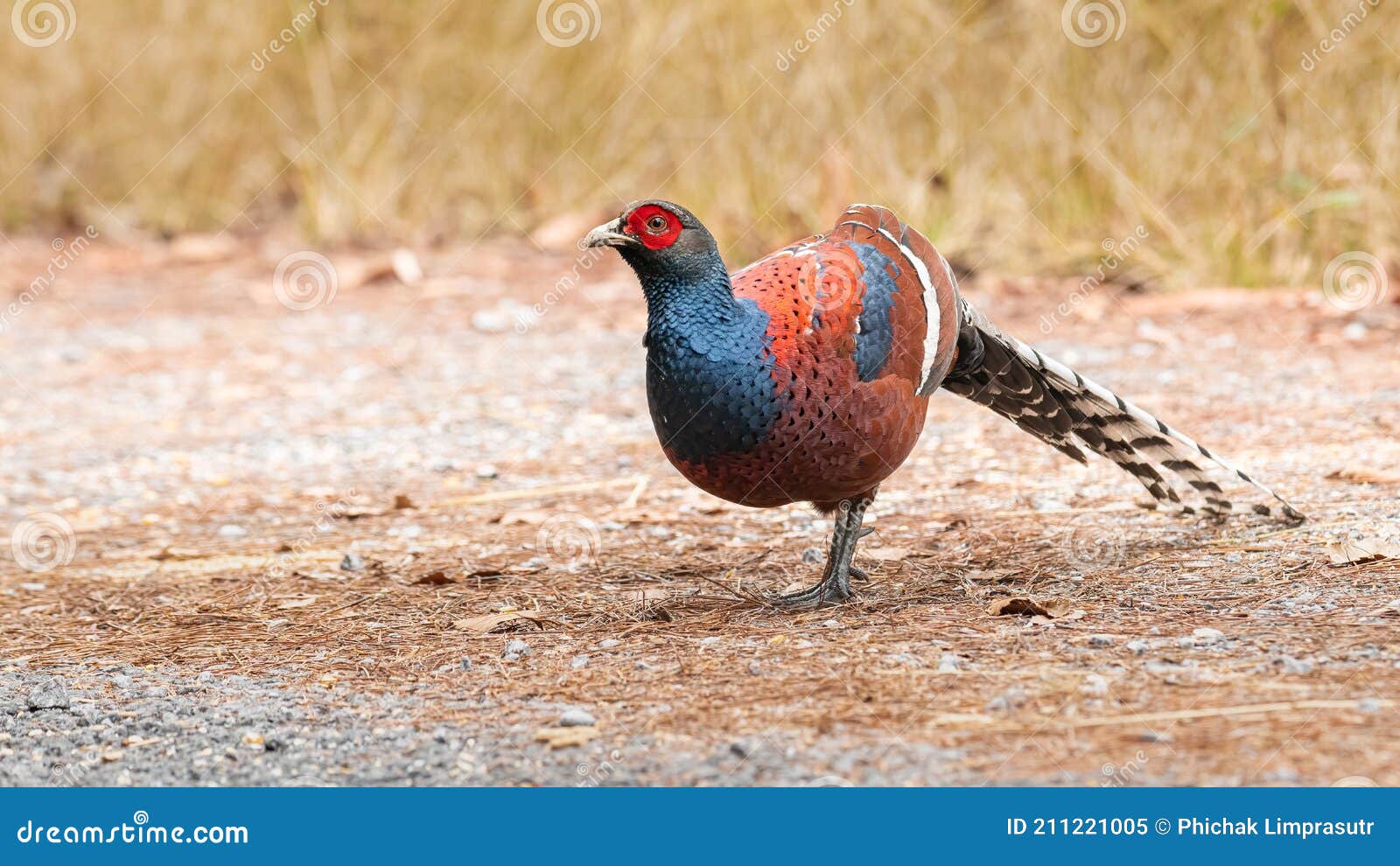 Bar-tailed Pheasant Standing on the Roadside Stock Image - Image of ...