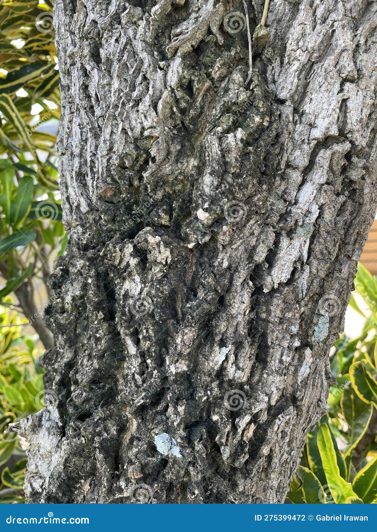 Texture Of Tabebuia Rosea Floating In The Lake. Pink Flower. Stock ...