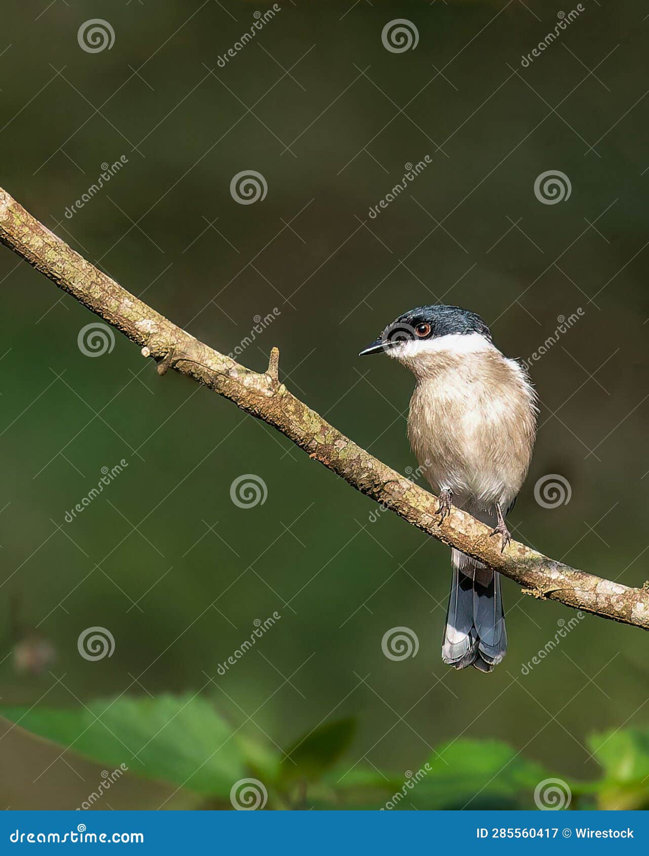 Bar-winged Flycatcher-shrike Perched on a Tree Branch. Stock Image ...