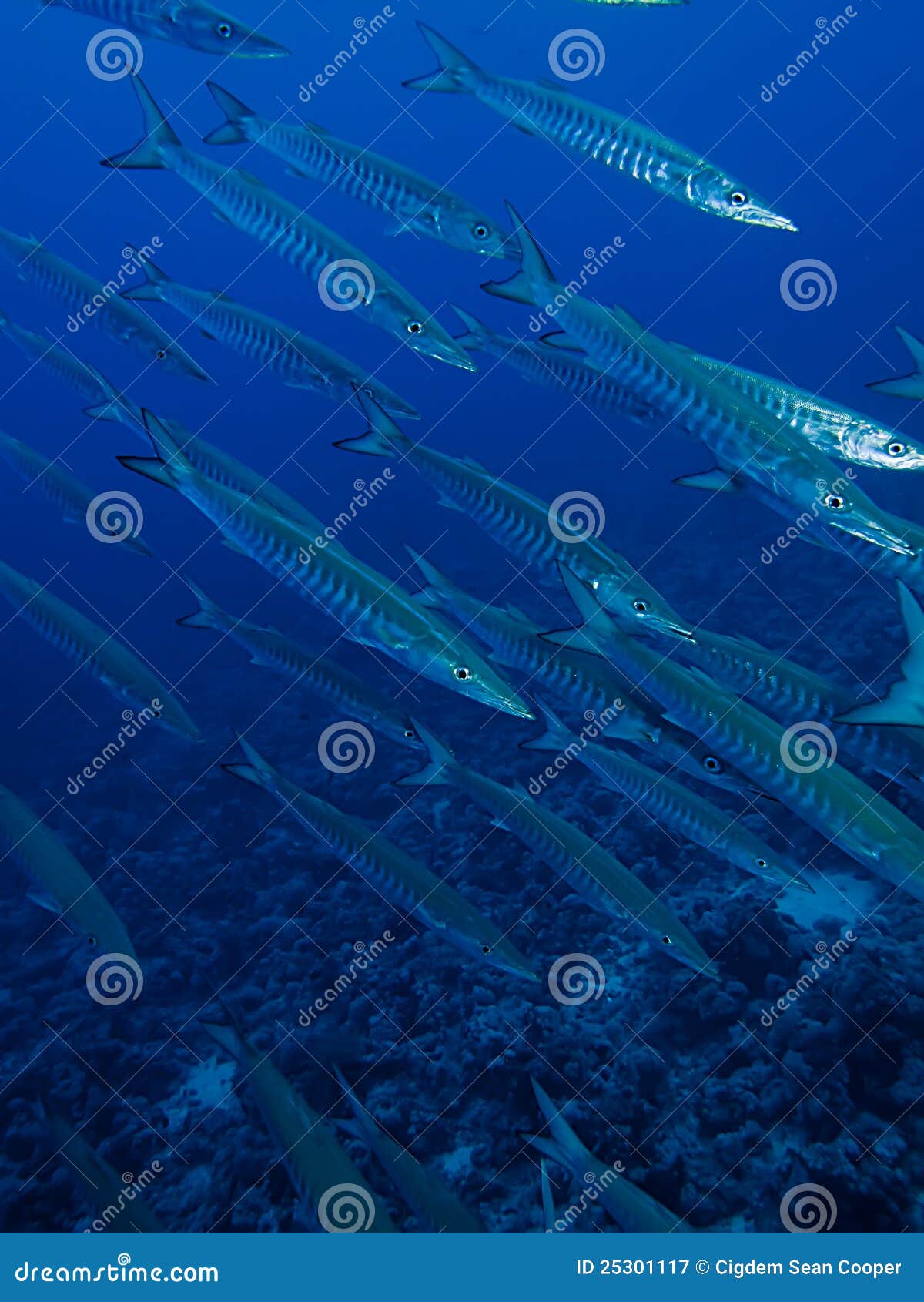 Baracuda stock image. Image of coral, leisure, caribbean - 25301117