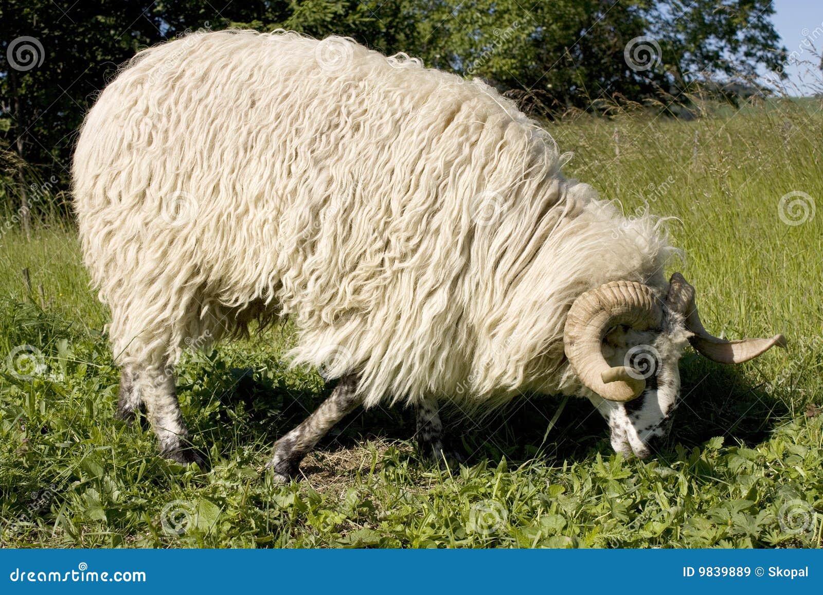 Baran obraz stock. Obraz złożonej z bydło, baran, runo - 9839889
