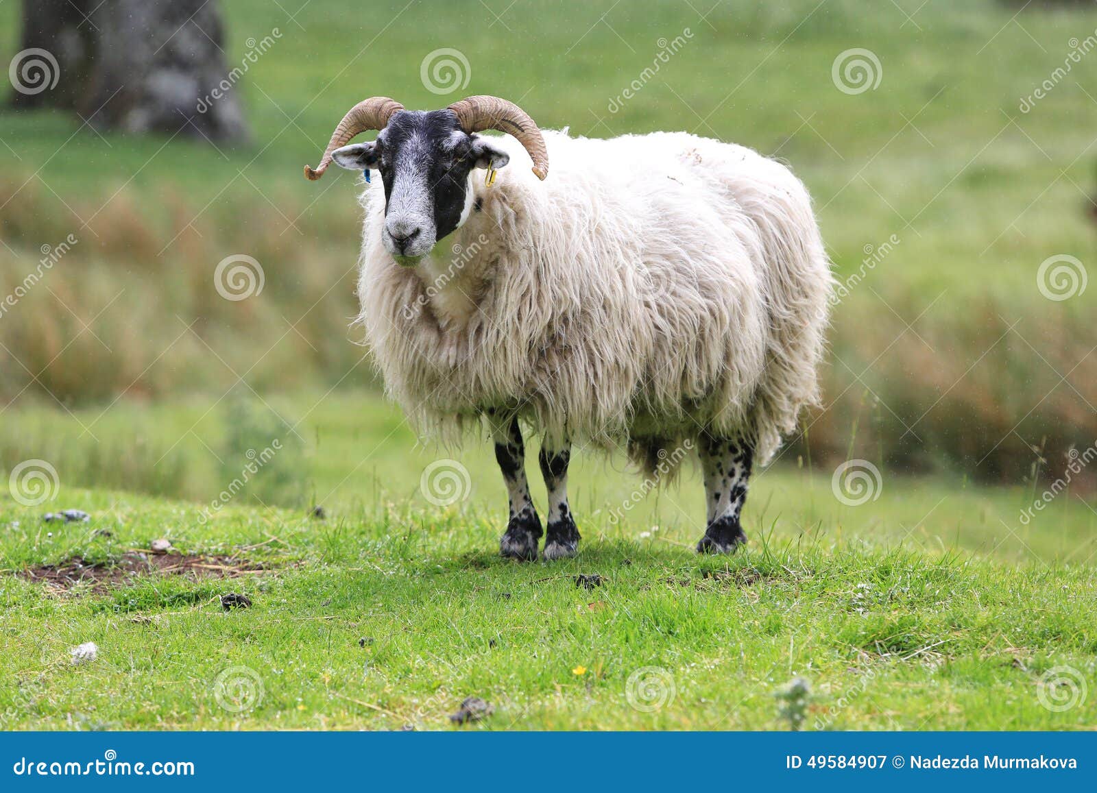 Baran na łące obraz stock. Obraz złożonej z wieś, dziecko - 49584907