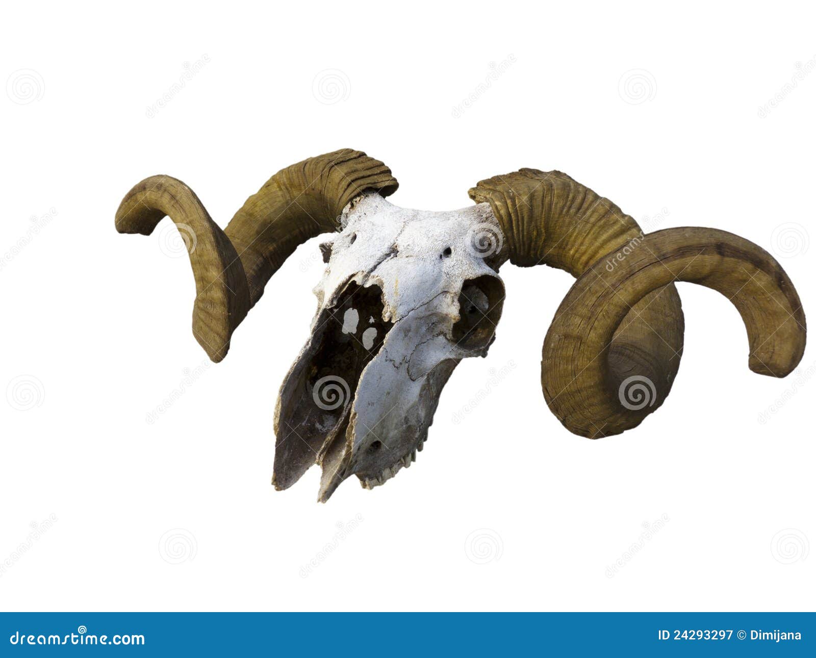 Baran stara czaszka obraz stock. Obraz złożonej z pustkowie - 24293297