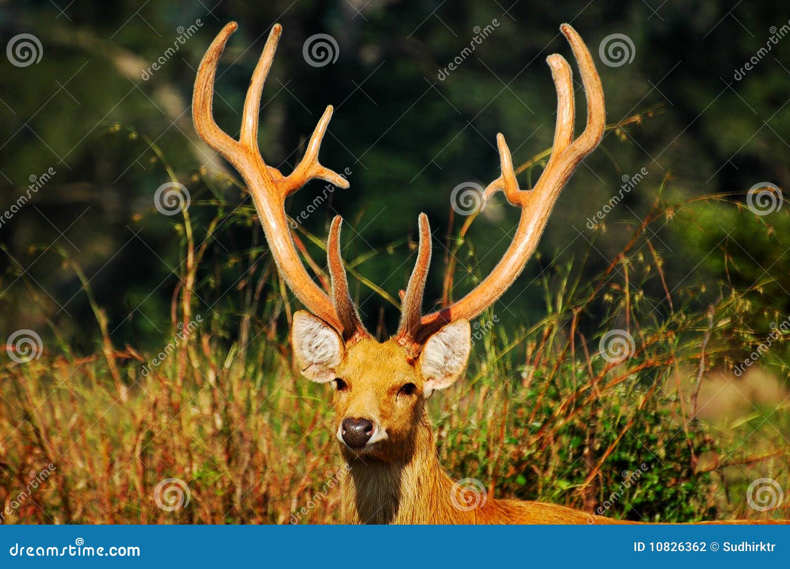 barasingha - JungleKey.fr Image #100