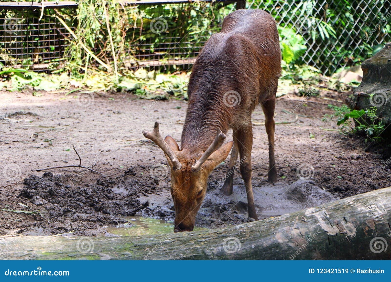 The Barasingha Also Called Swamp Deer. Stock Image - Image of outdoor ...