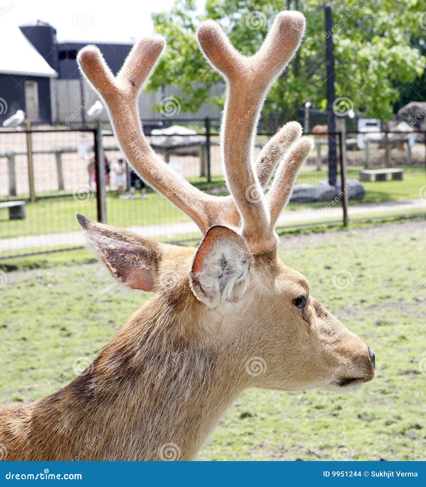 Barasingha deer stock photo. Image of cage, antler, indian - 9951244