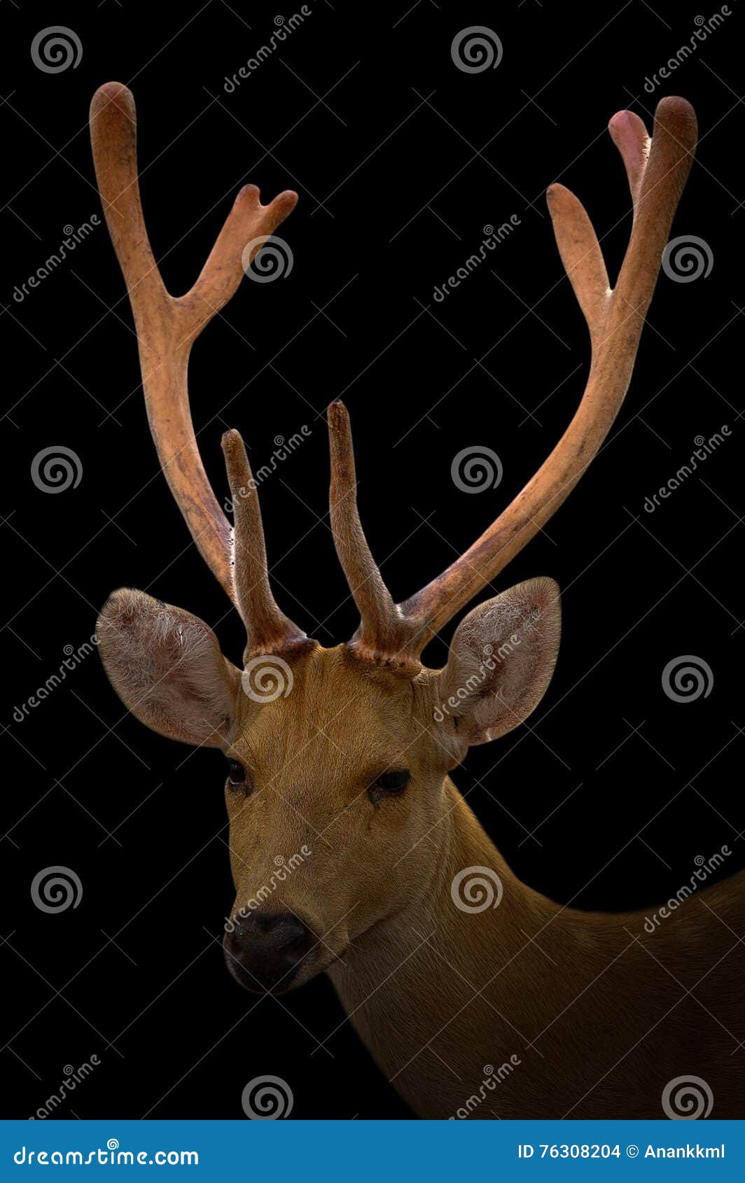 Barasingha Deer With New Antlers, Rucervus Duvaucelii, Kanha National ...