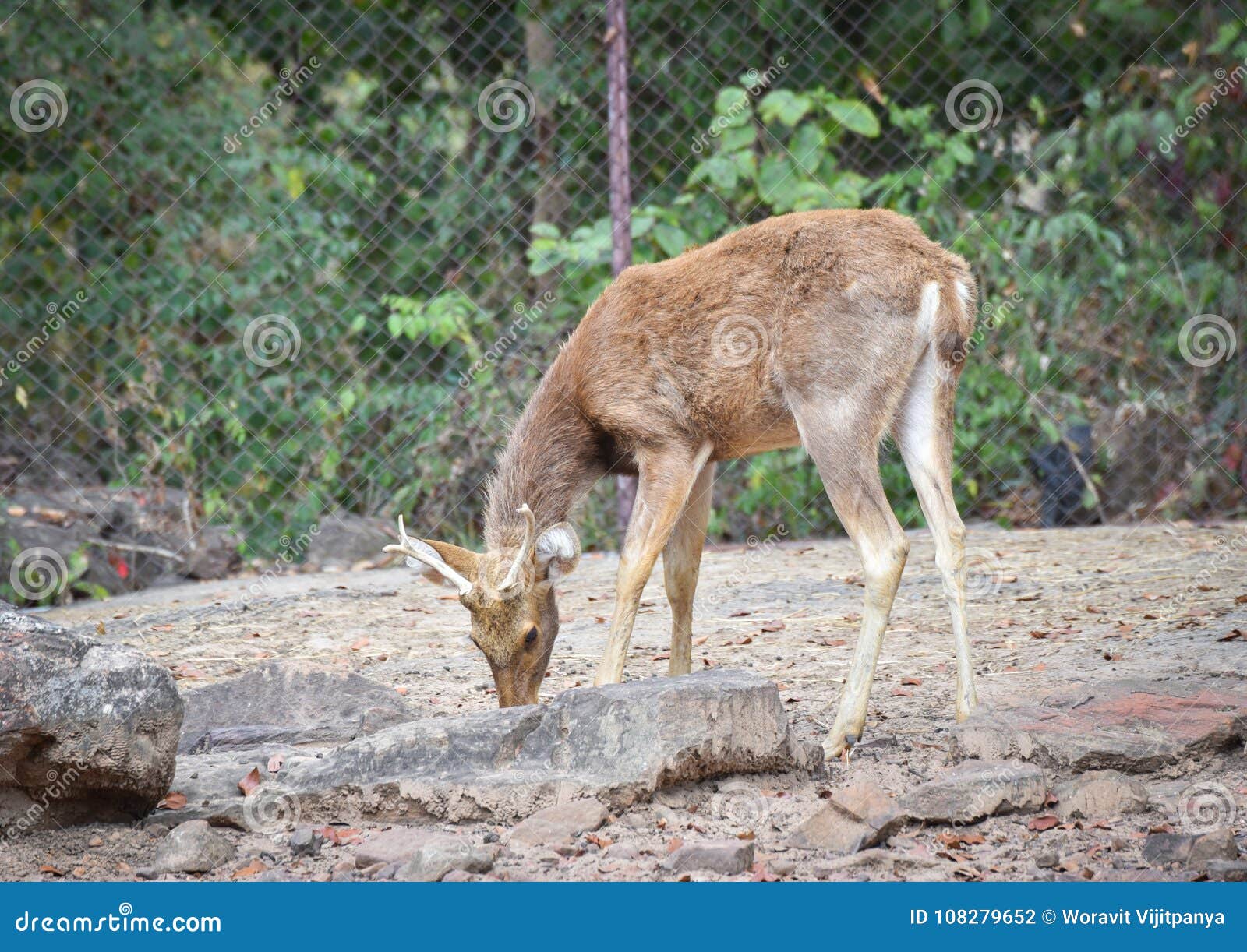 Deer Barasingha stock photo. Image of rucervus, female - 108279652