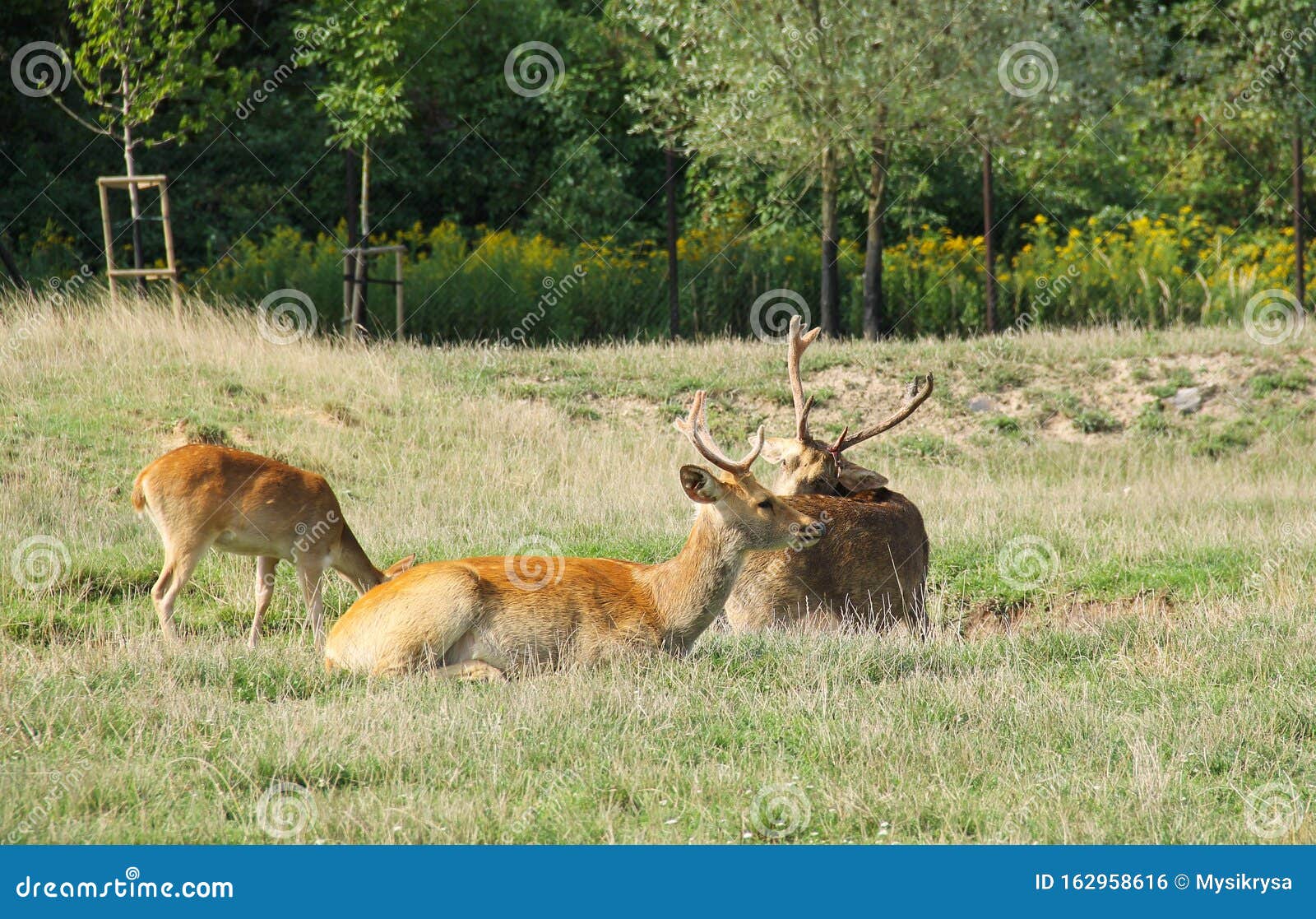 Barasingha deer stock photo. Image of endangered, duvaucelii - 162958616