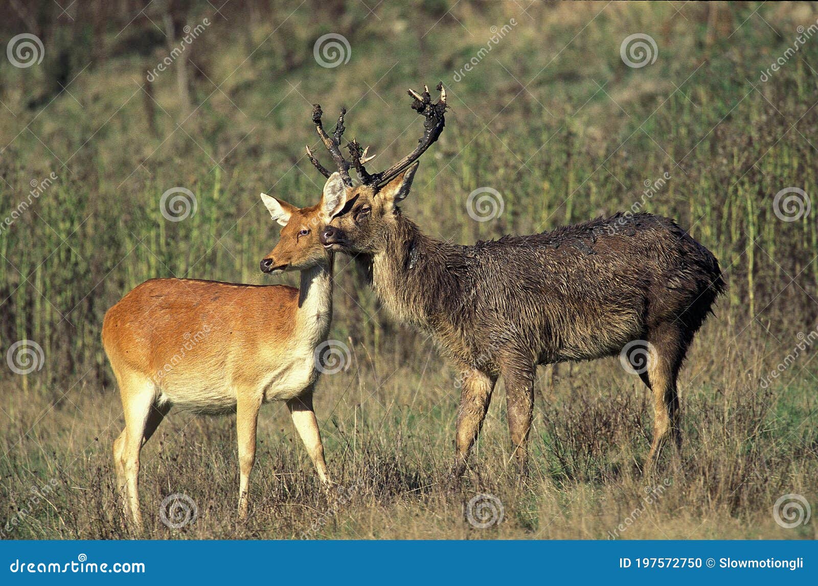 Barasingha Deer or Swamp Deer, Cervus Duvauceli, Pair Stock Photo ...