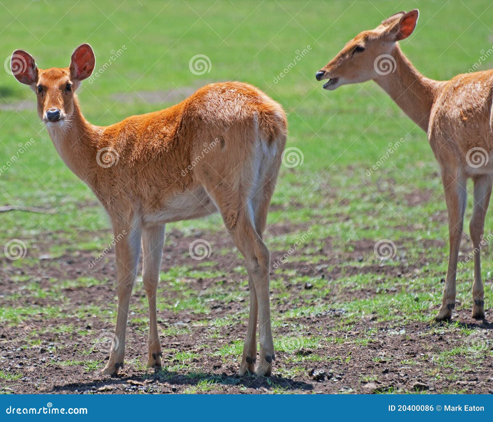 Barasingha femenino foto de archivo. Imagen de explorar - 20400086