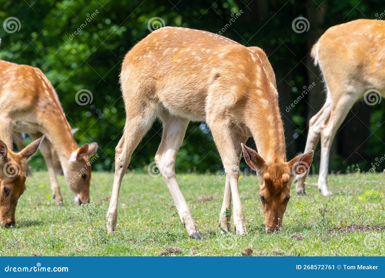 Barasingha (rucervus Duvaucelii) Deer Stock Image - Image of duvaucelli ...