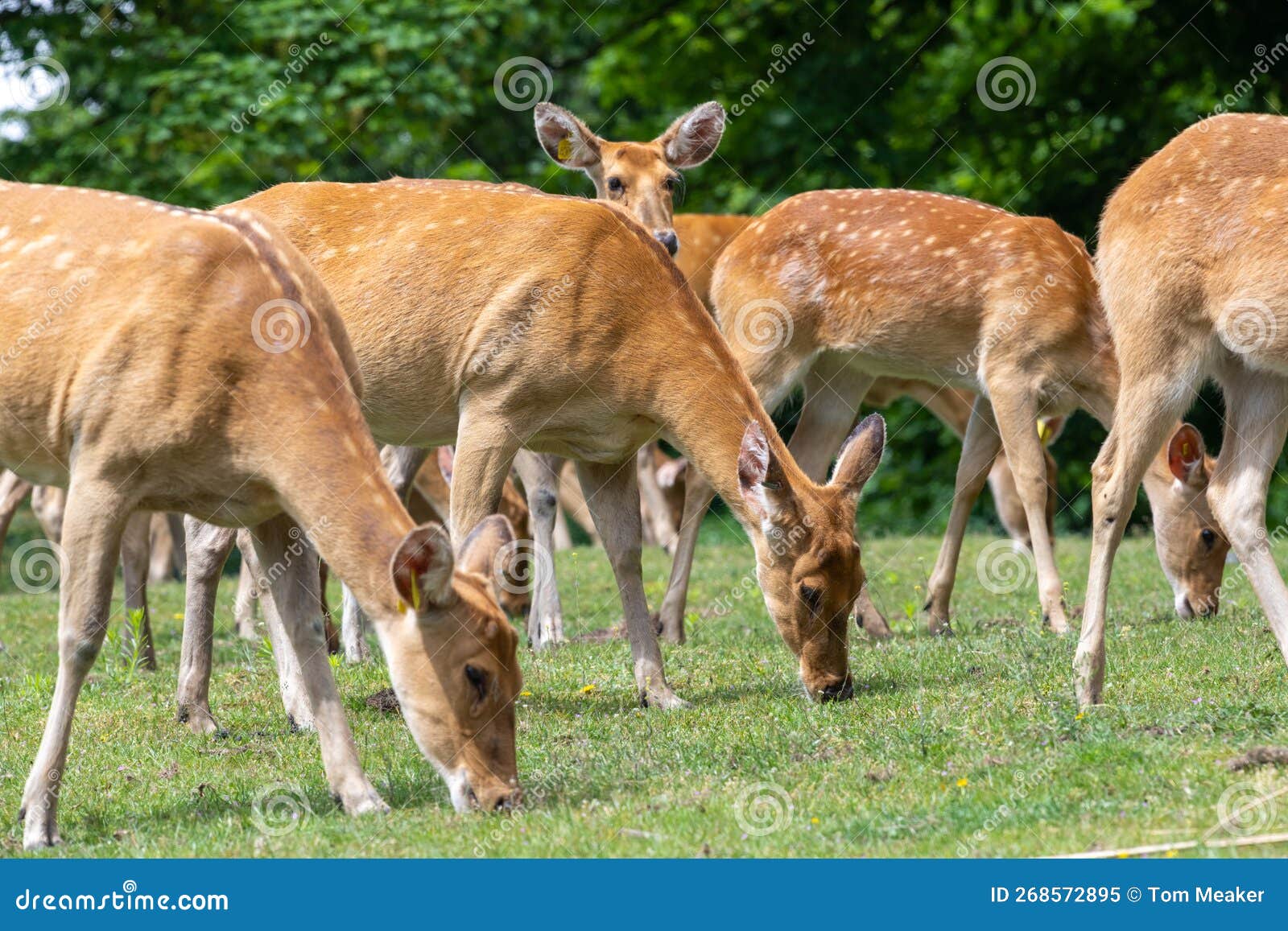 Barasingha (rucervus Duvaucelii) Deer Stock Image - Image of natural ...